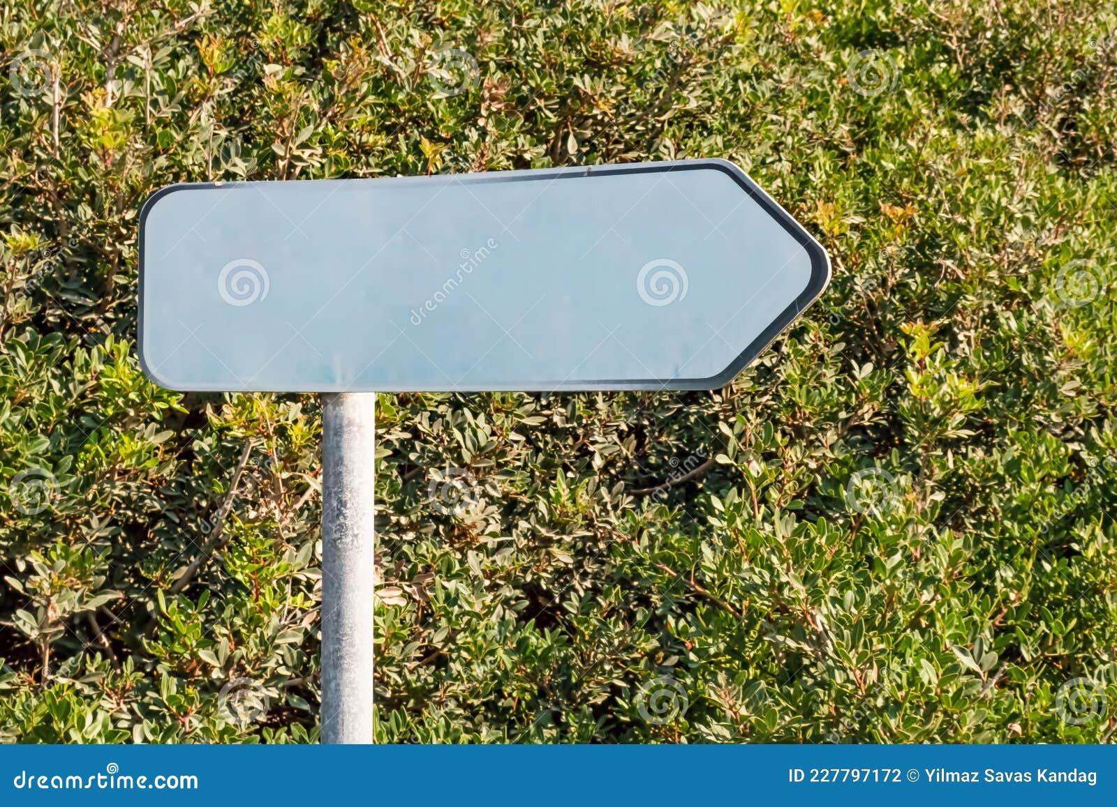Trees and direction sign stock photo. Image of green - 227797172