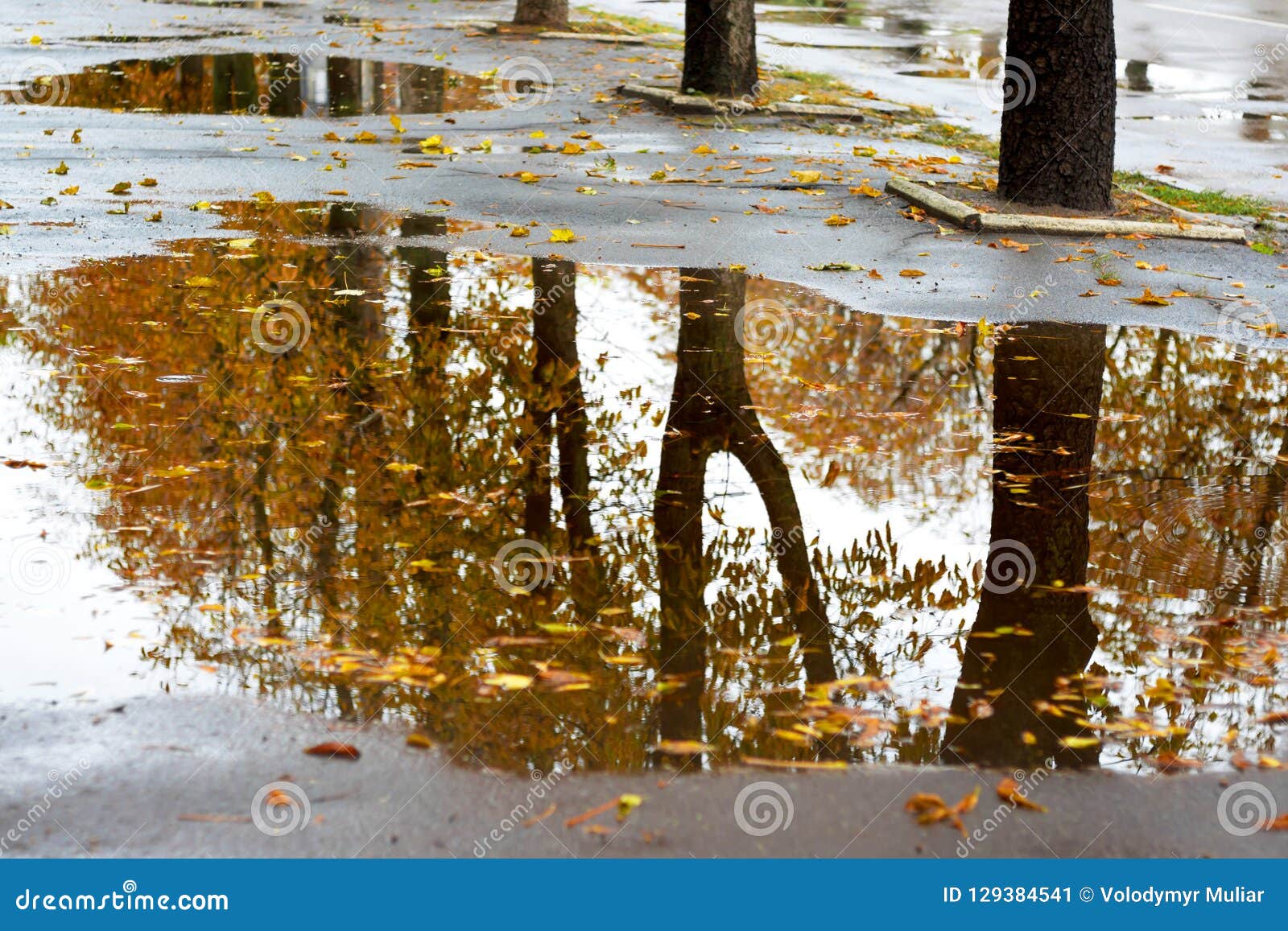 Trees are Displayed in the Puddle during Rain. in Puddles Float Stock ...