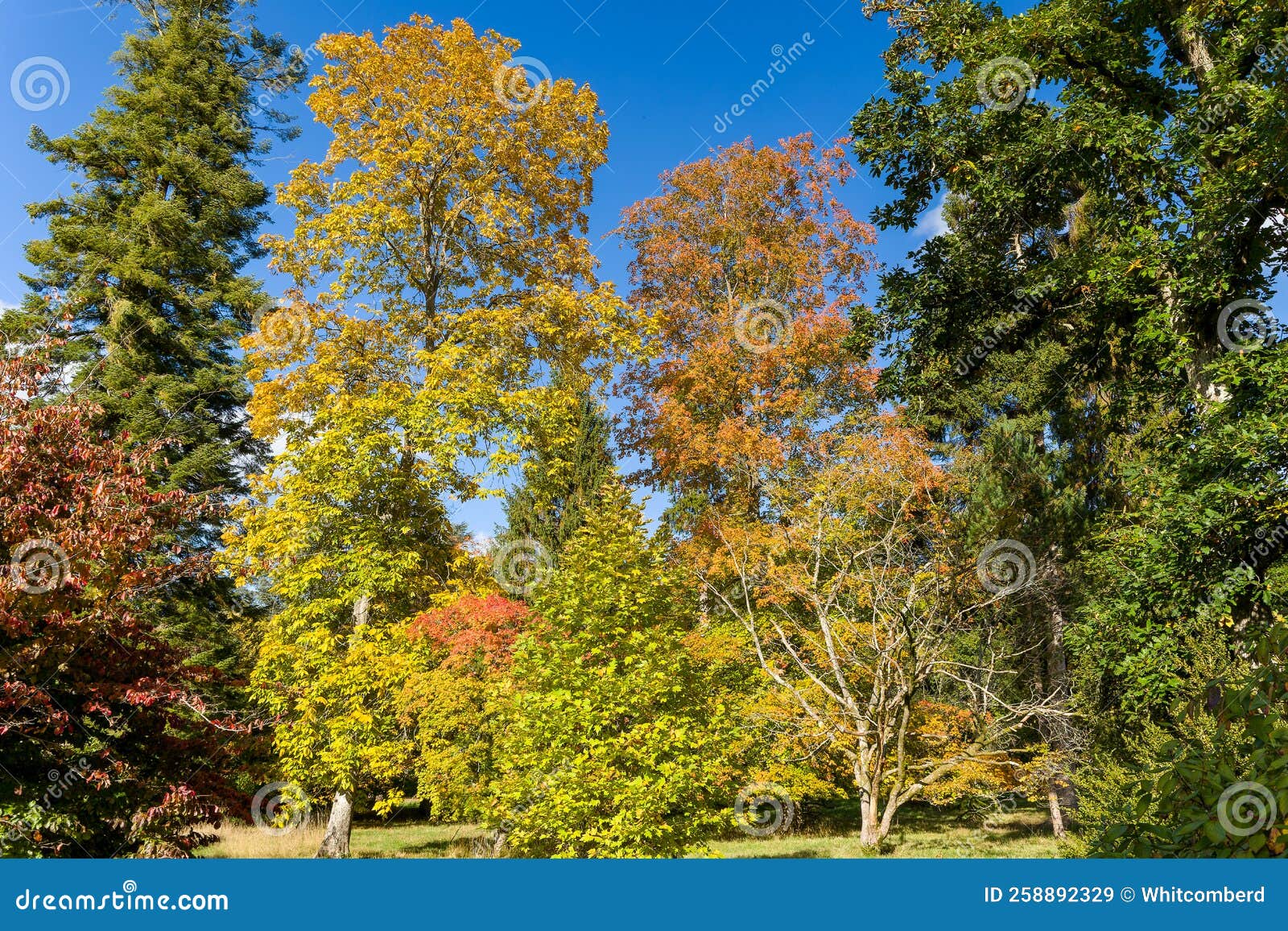 Trees Displaying Beautiful Autumn Fall Colors on a Sunny Day Stock ...