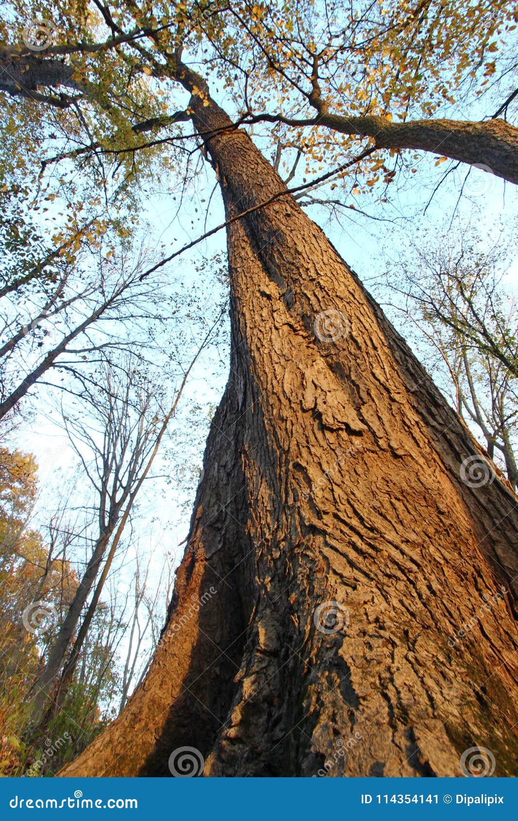 Trees from down below stock image. Image of green, background - 114354141