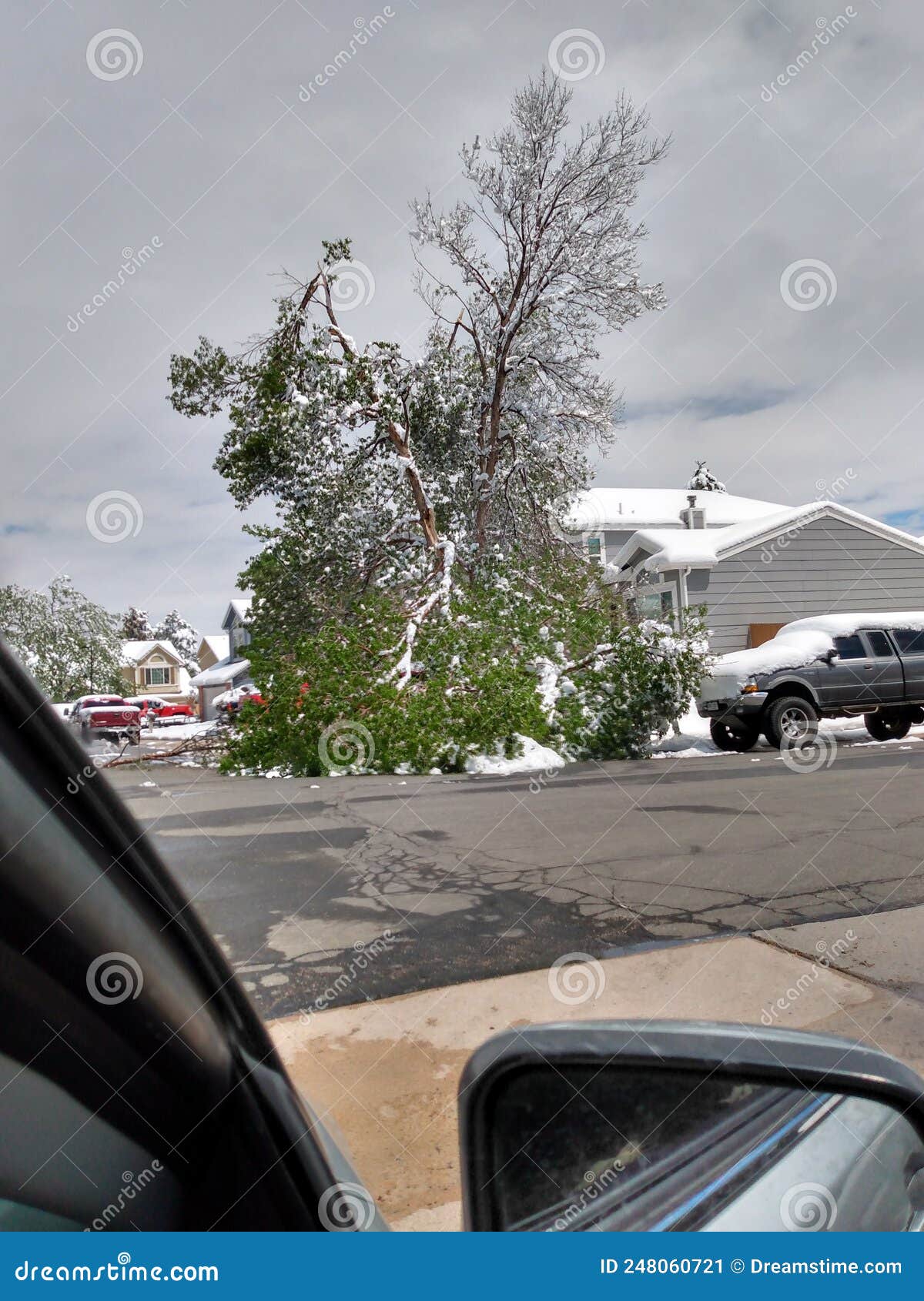Trees are down stock image. Image of driving, plant - 248060721