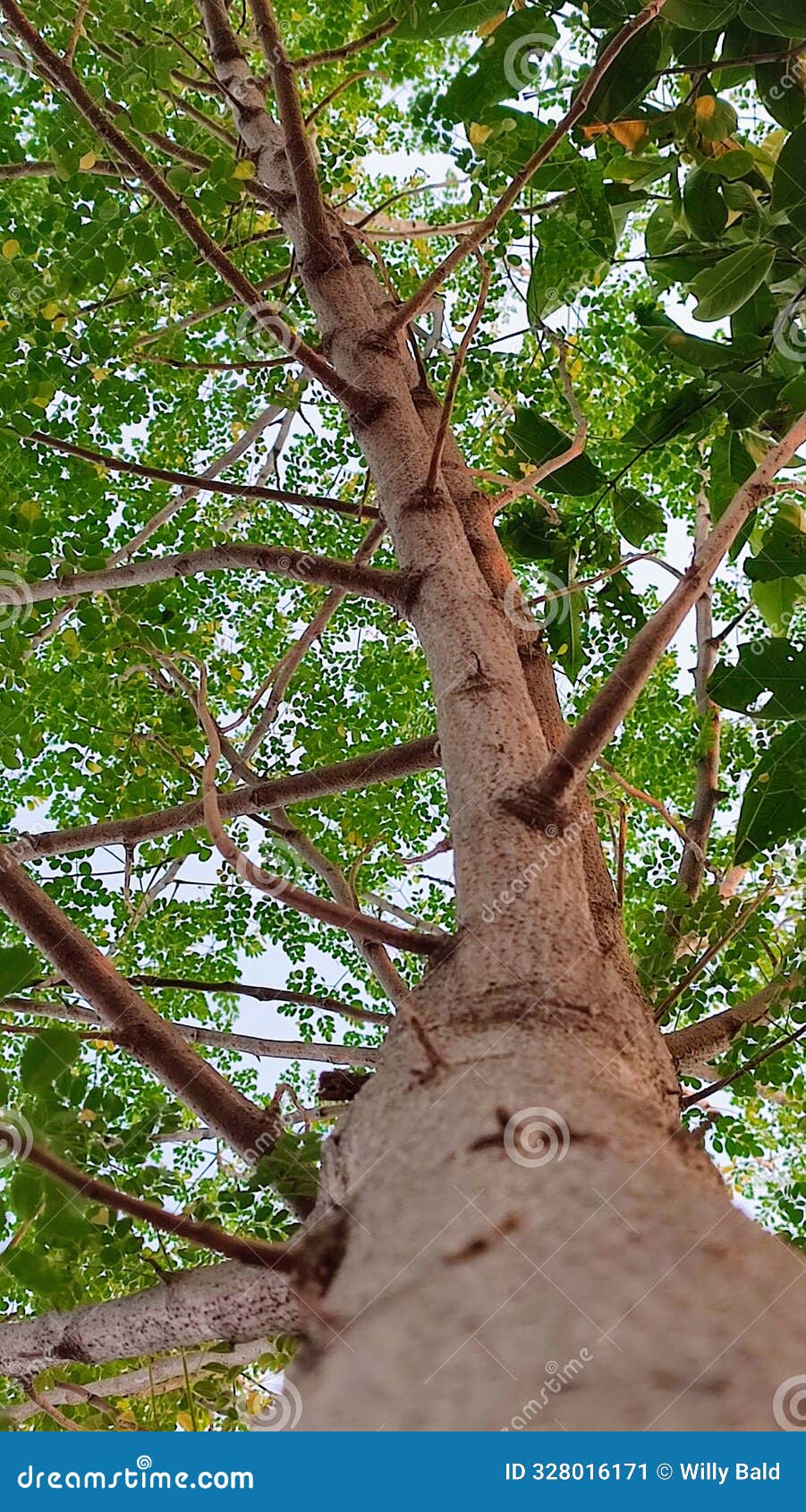 Trees Down Up Low Angle View. Natural Background Stock Image - Image of ...