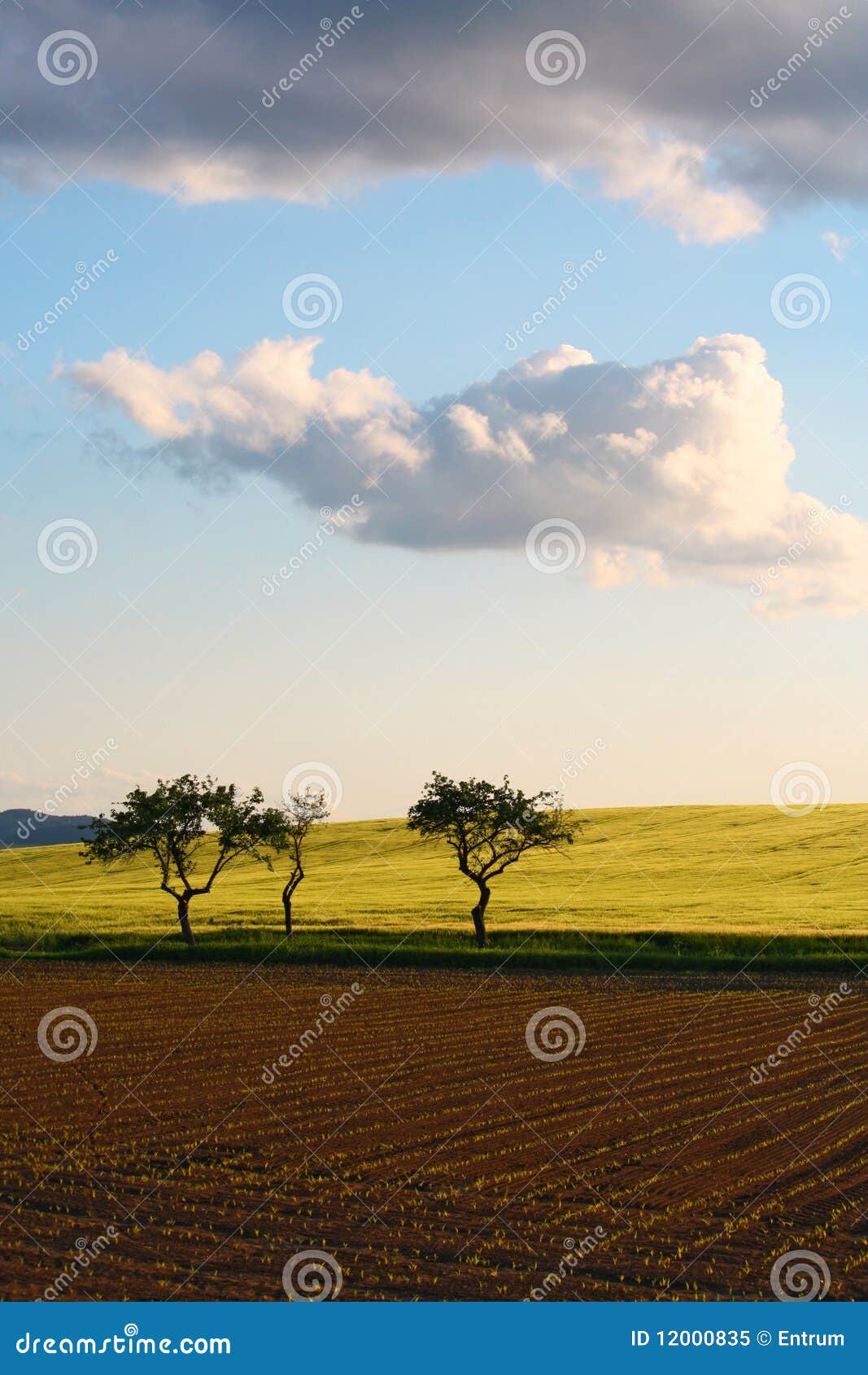Trees in dramatic nature stock image. Image of background - 12000835