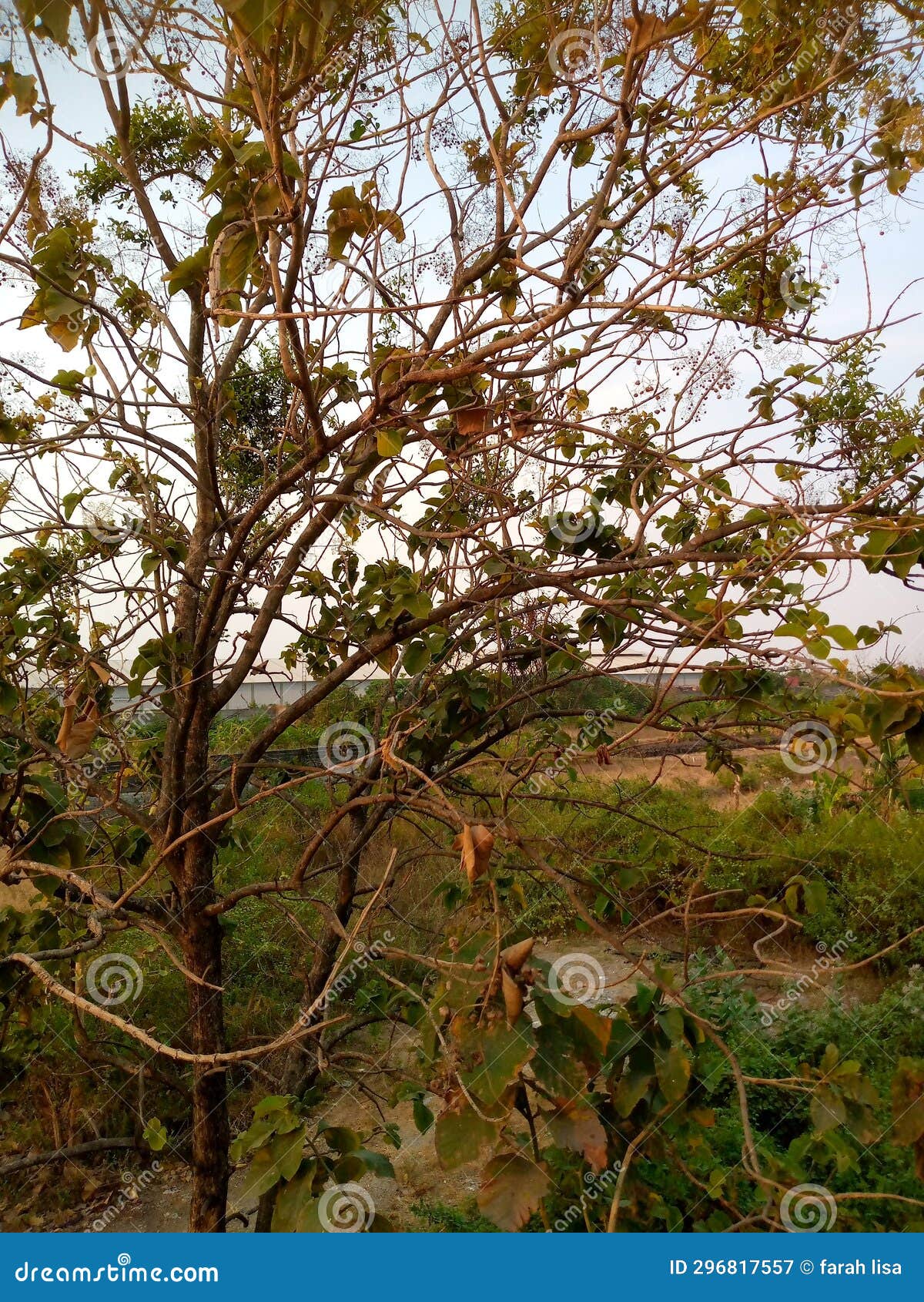 The Trees are Dry Due To the Long Dry Season Stock Image - Image of ...