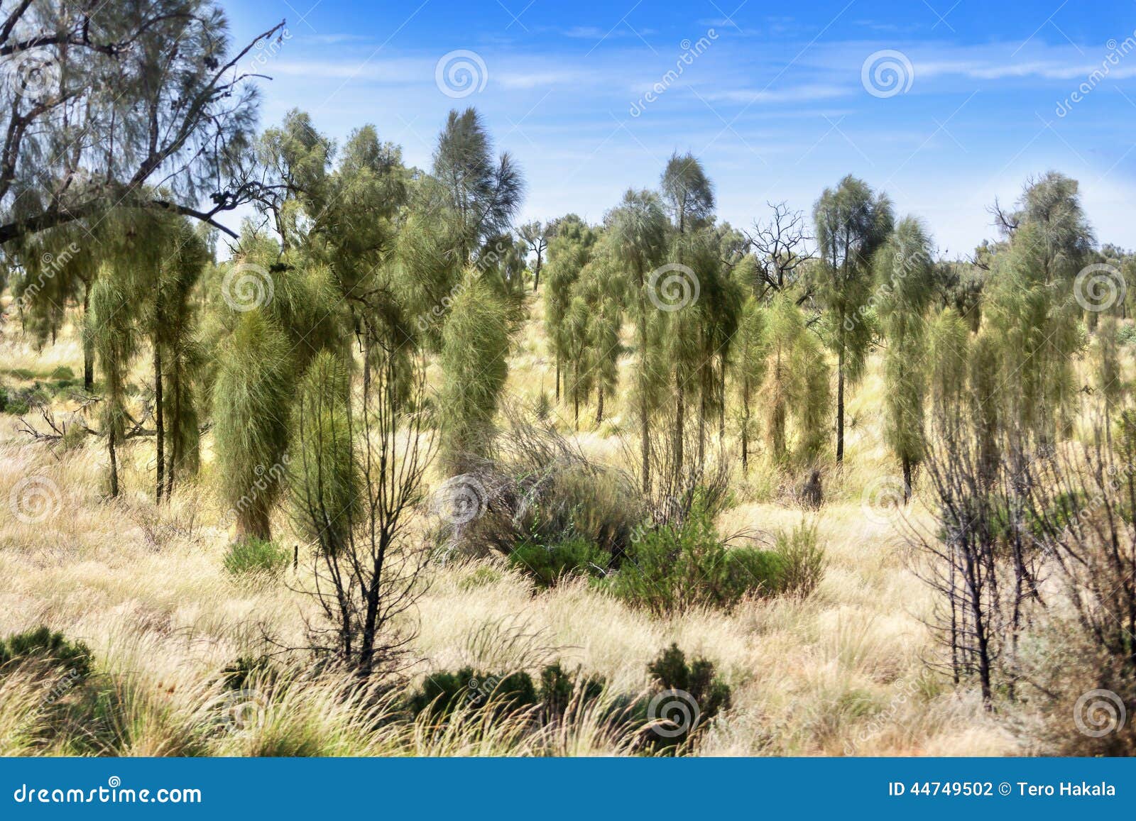 Australian Outback Plants And Trees