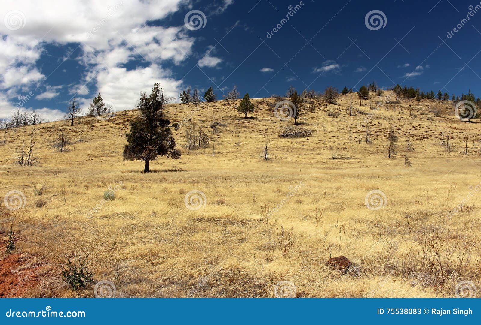 Trees dry land stock image. Image of fluffy, clouds, grass - 75538083