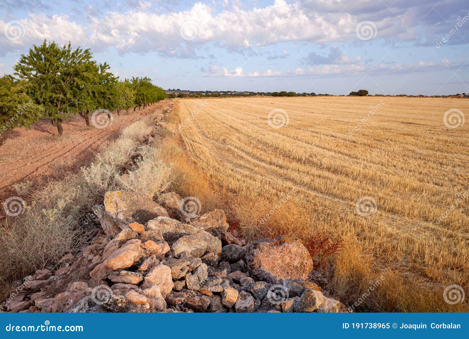 Trees in a Dry Land Cultivation of Almond Trees in Central Spain Stock ...
