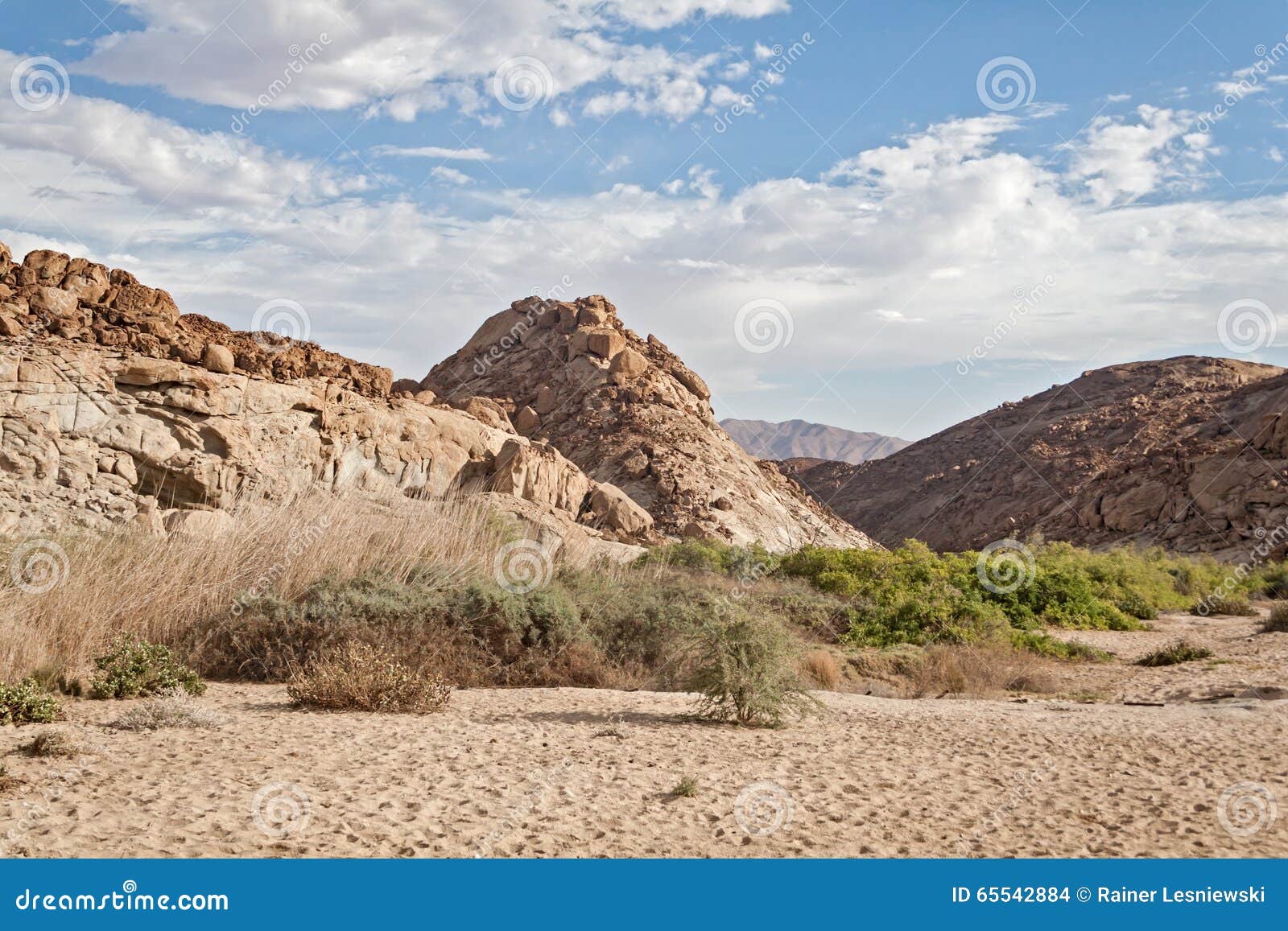 Trees in a Dry Riverbed, Namibia Stock Photo - Image of scenic, nature ...
