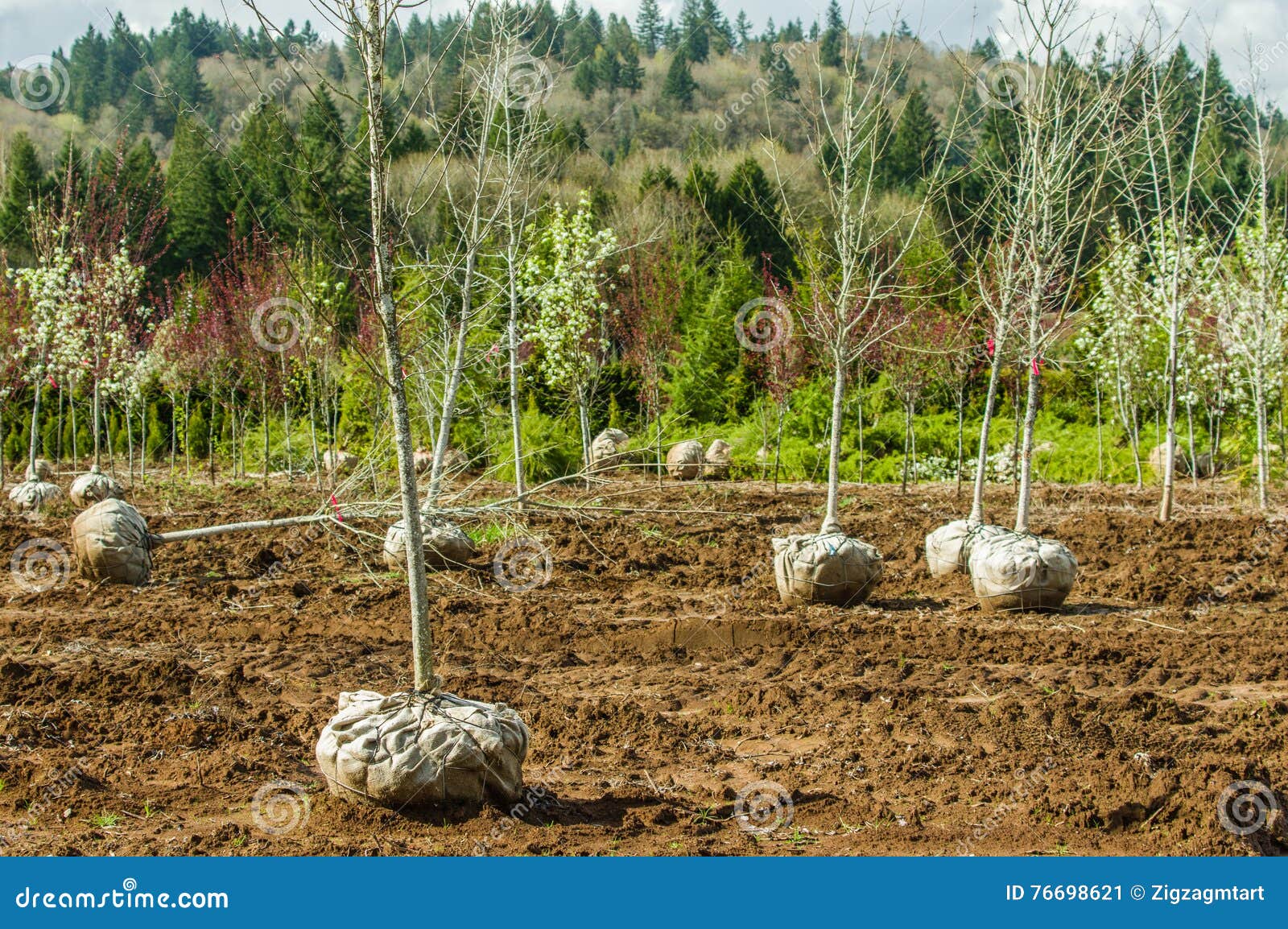 Trees Dug and Baled at a Nursery Stock Image - Image of plants, balled ...