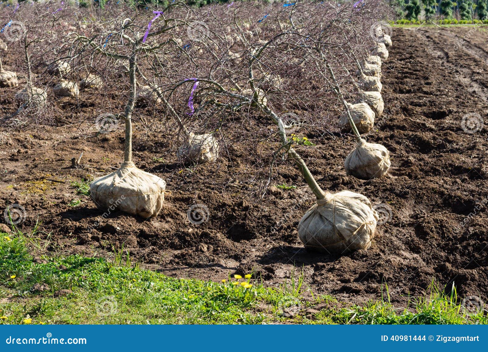 Trees Dug and Prepared To Ship Stock Photo - Image of earth ...
