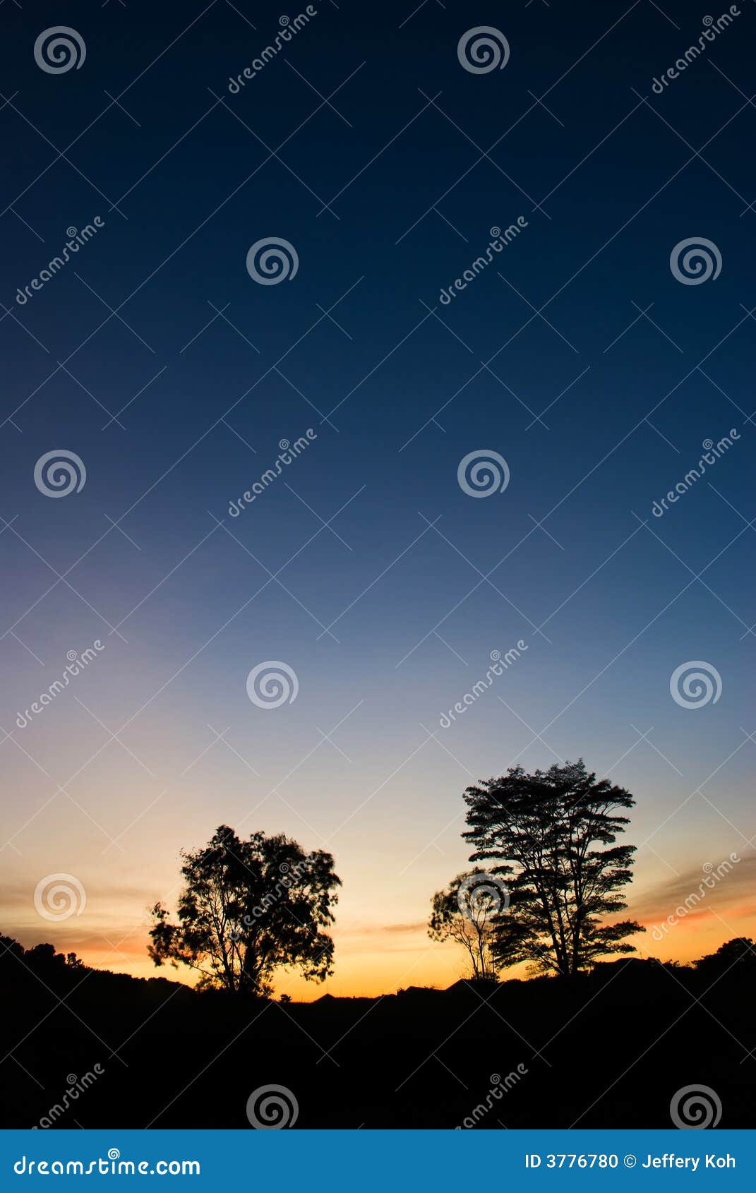 Trees at Dusk stock photo. Image of trees, dusk, glow - 3776780
