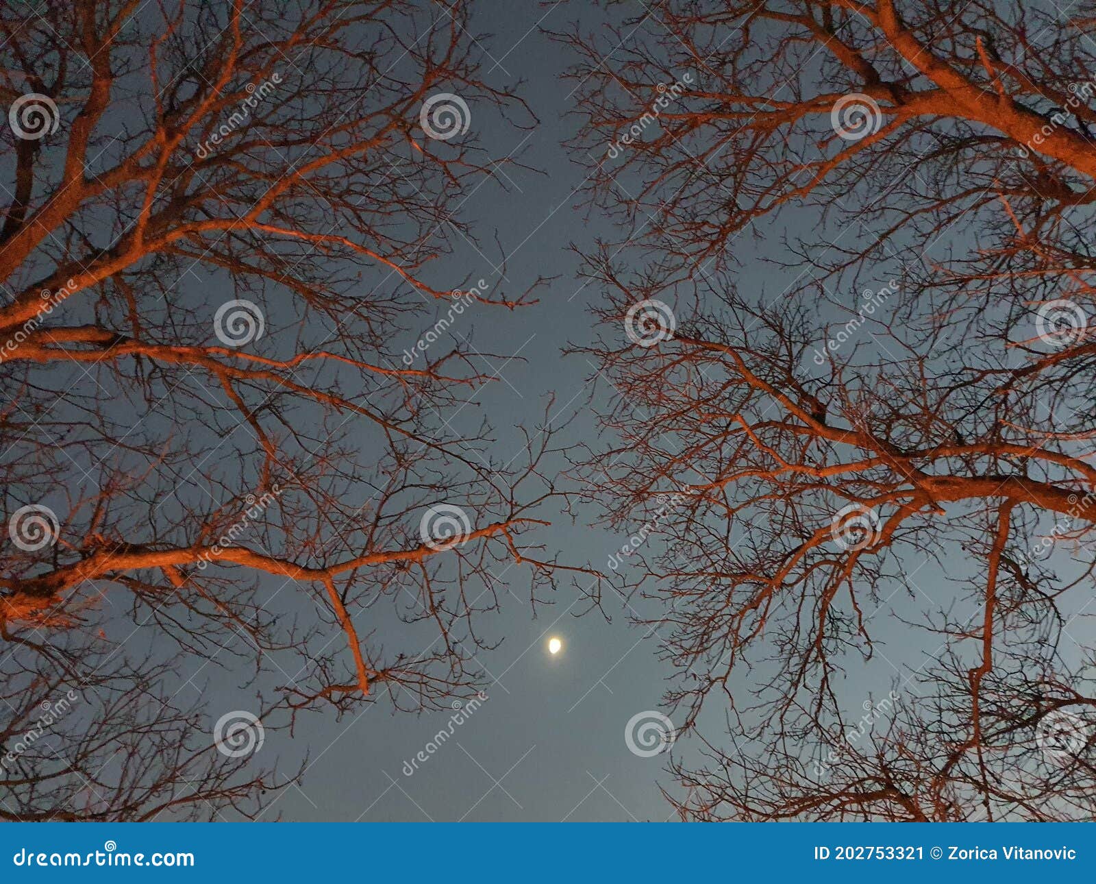 Trees at dusk stock image. Image of winter, light, branch - 202753321