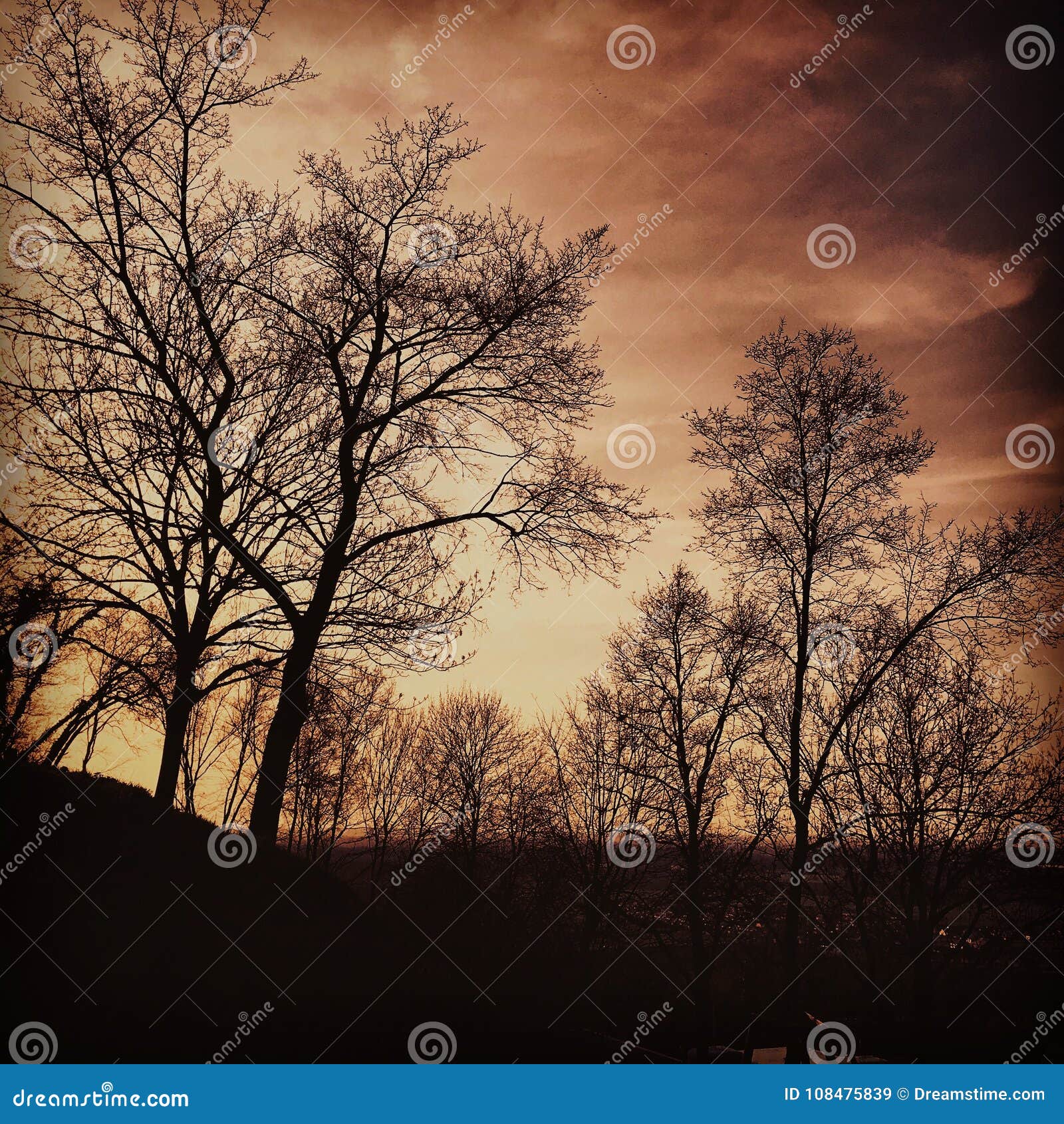 Trees at dusk stock image. Image of gloaming, night - 108475839