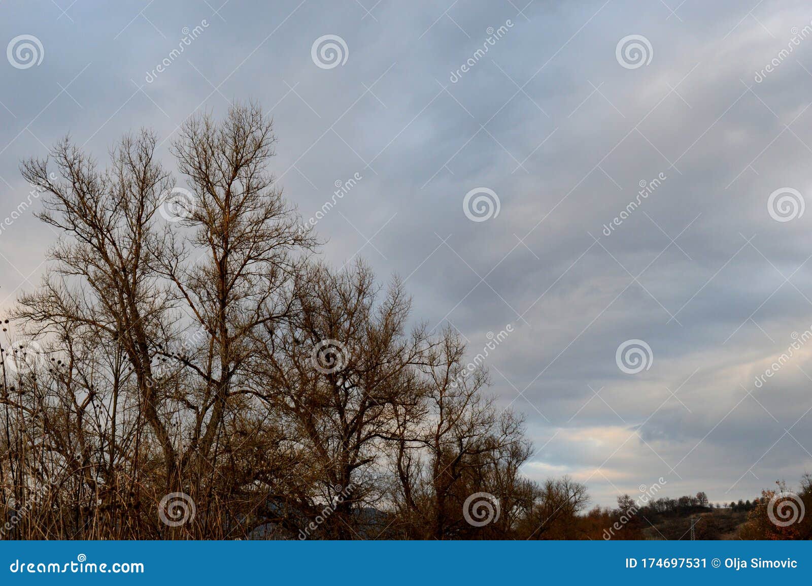Trees at dusk stock image. Image of branches, dusk, tree - 174697531