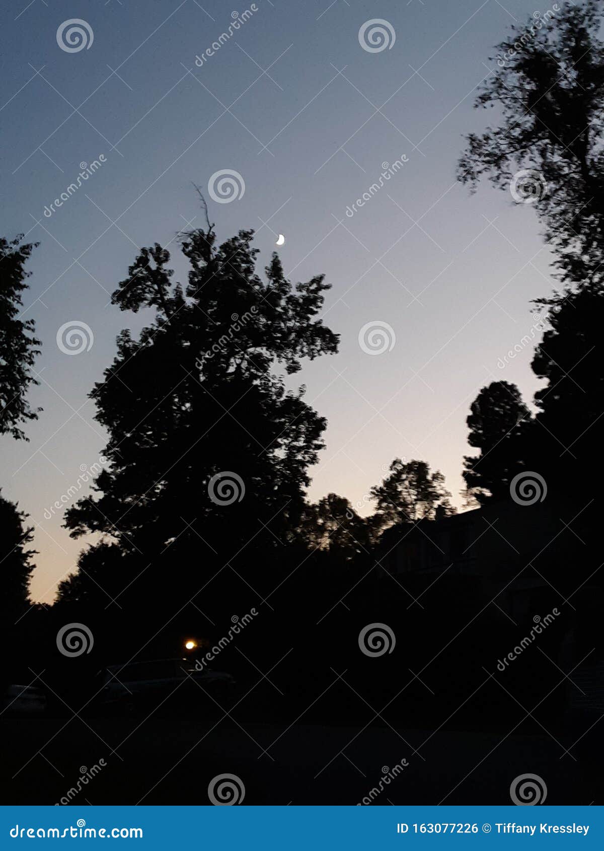 Trees in dusk sky stock photo. Image of trees, evening - 163077226