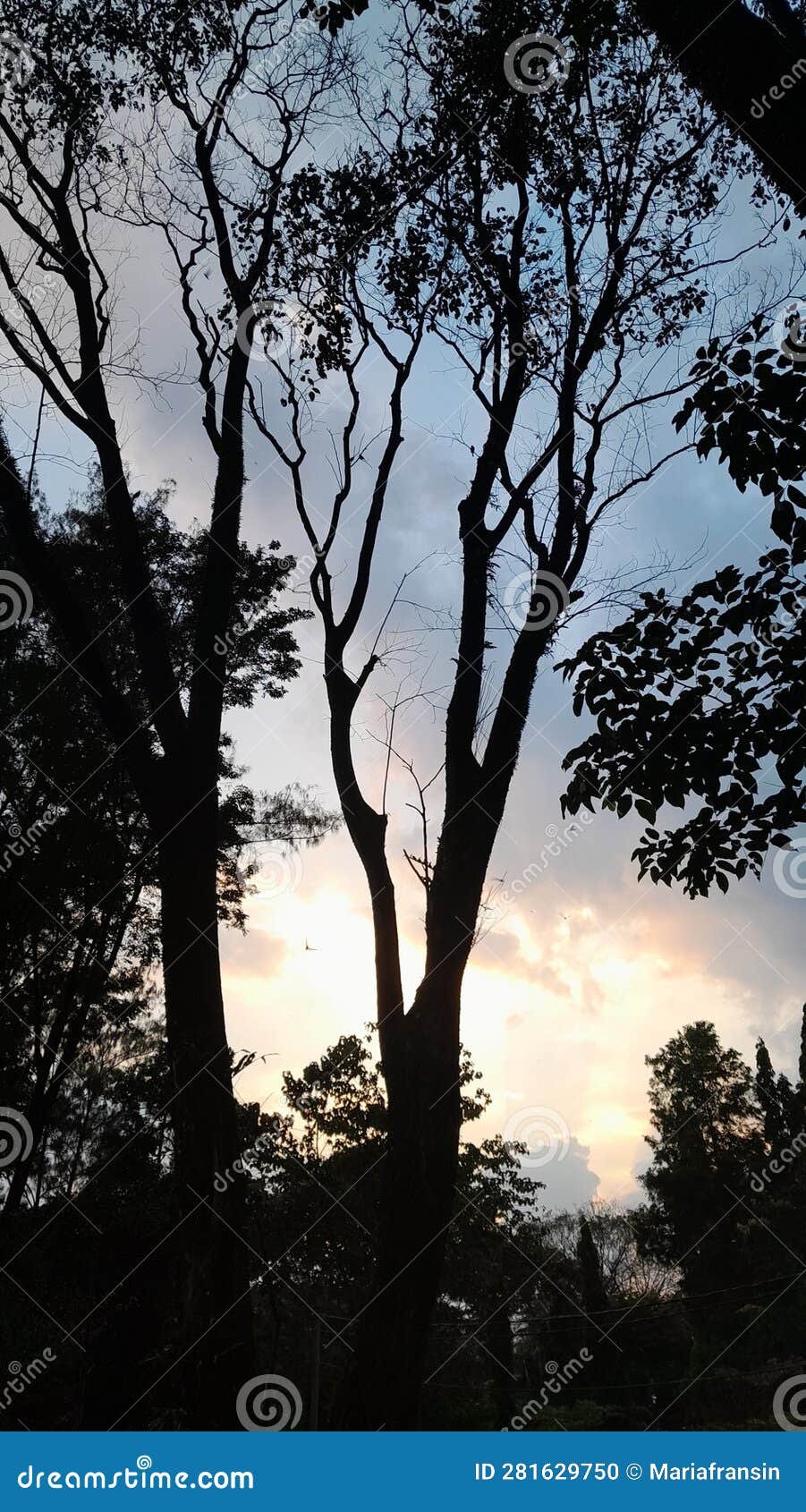 Trees and Dusk stock photo. Image of trees, color, dusk - 281629750
