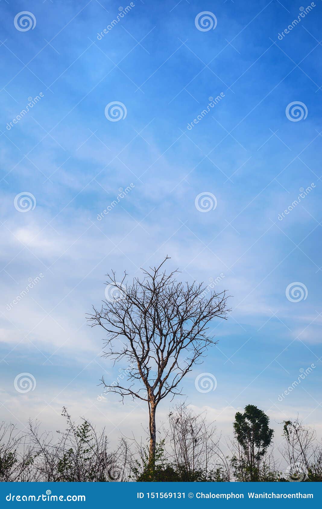 The Trees are Dying in the Forest and the Beautiful Sky Stock Image ...