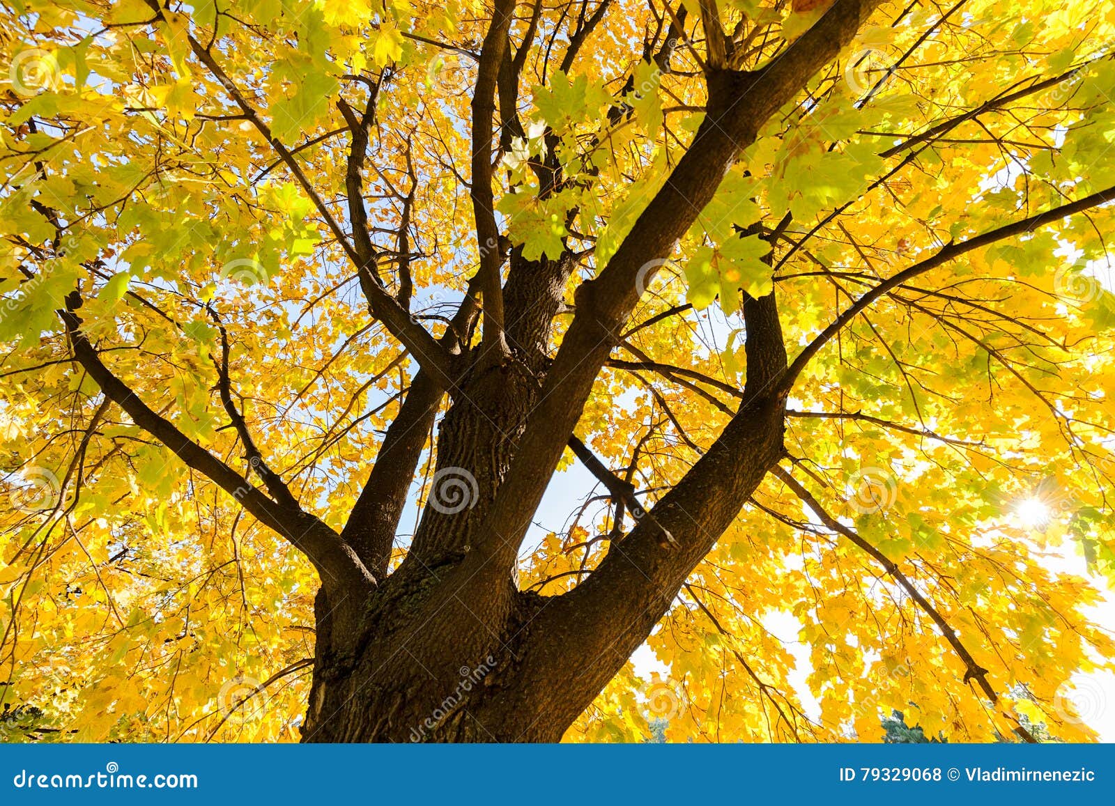 Trees in early autumn stock photo. Image of trees, green - 79329068