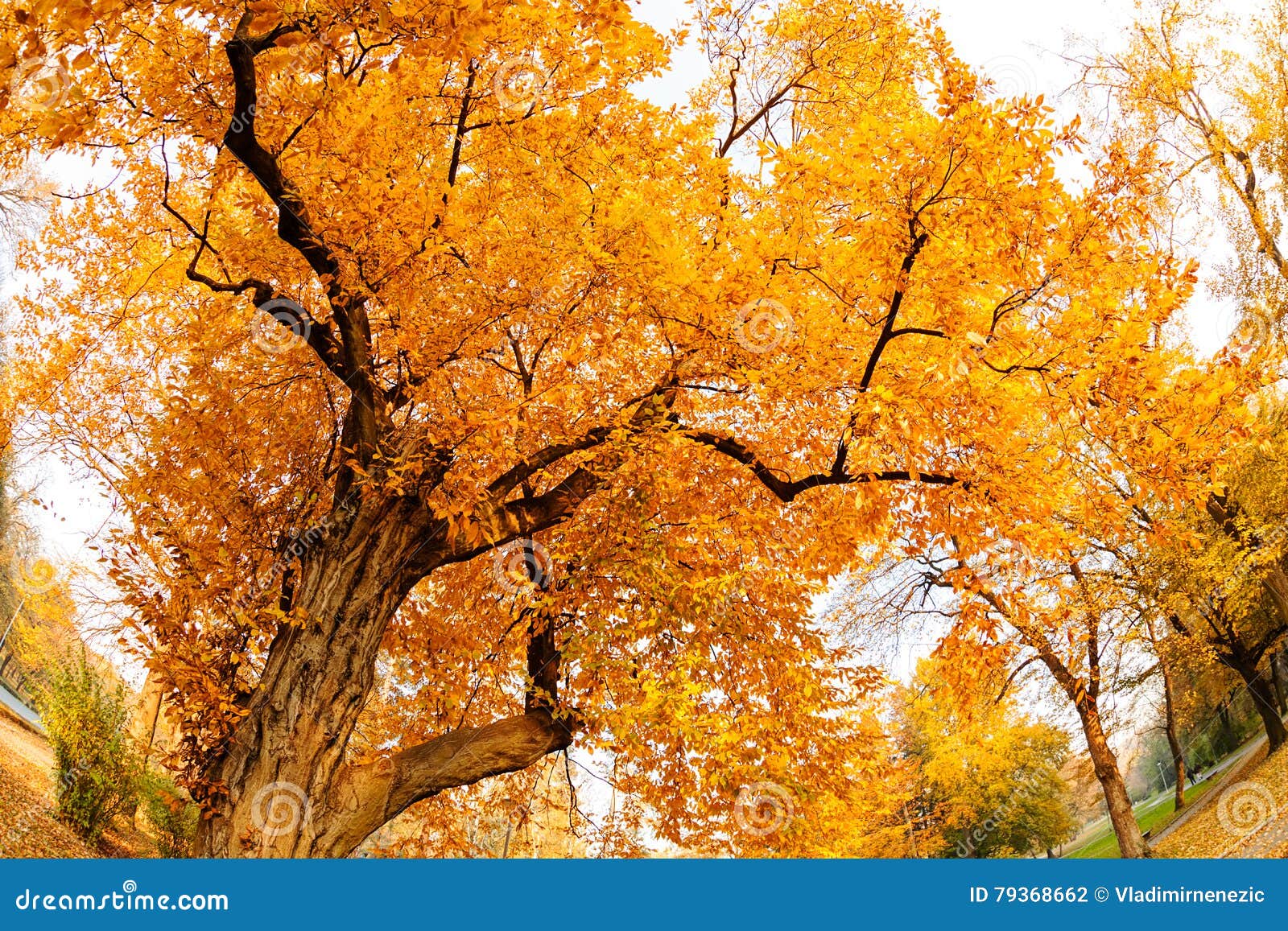 Trees in early fall stock photo. Image of vegetation - 79368662