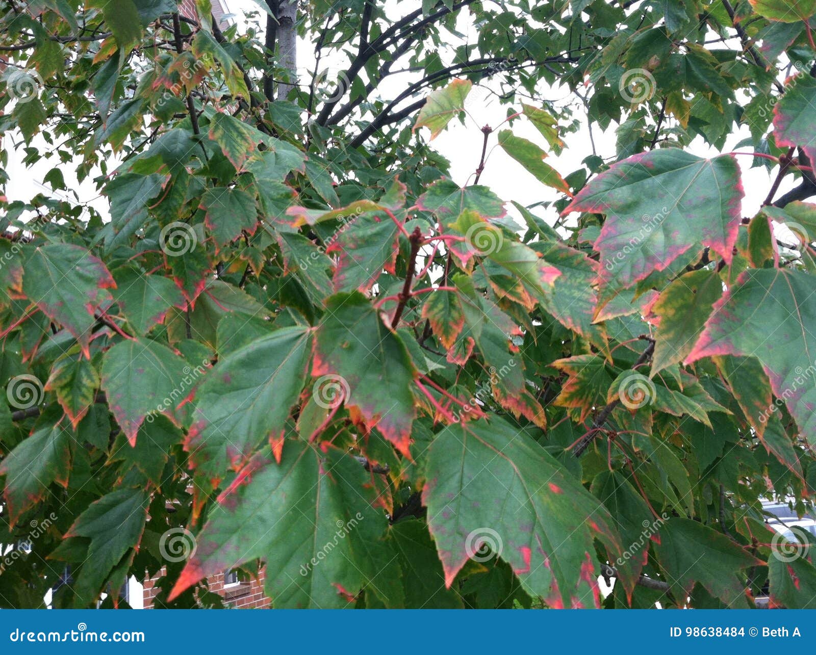 Trees in Early Fall stock photo. Image of change, starting - 98638484
