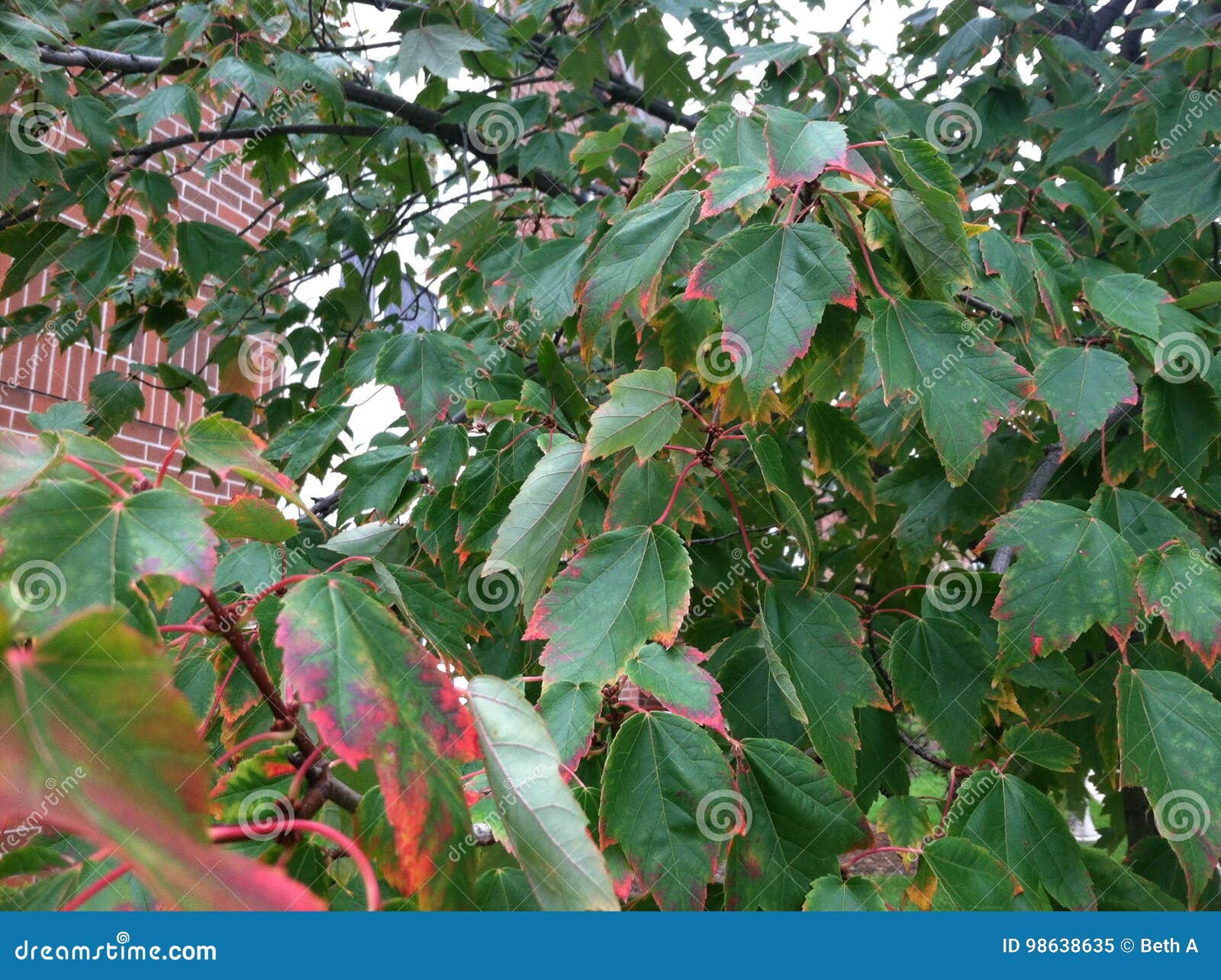 Trees in Early Fall stock image. Image of fall, trees - 98638635