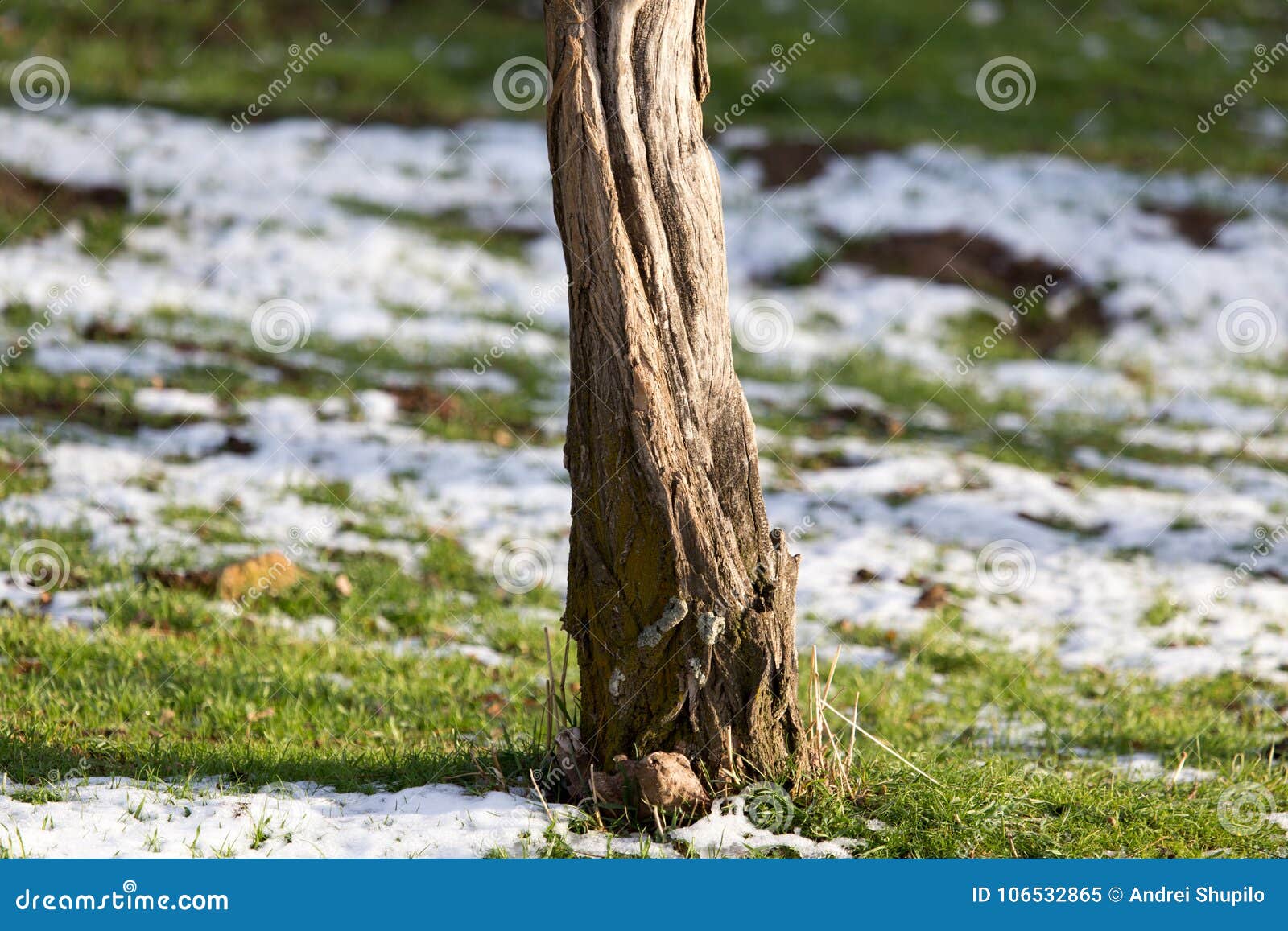 Trees in Early Spring in Nature Stock Image - Image of wood, landscape ...