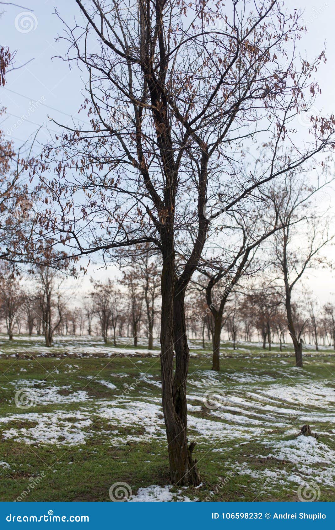Trees in Early Spring in Nature Stock Photo - Image of young, forest ...