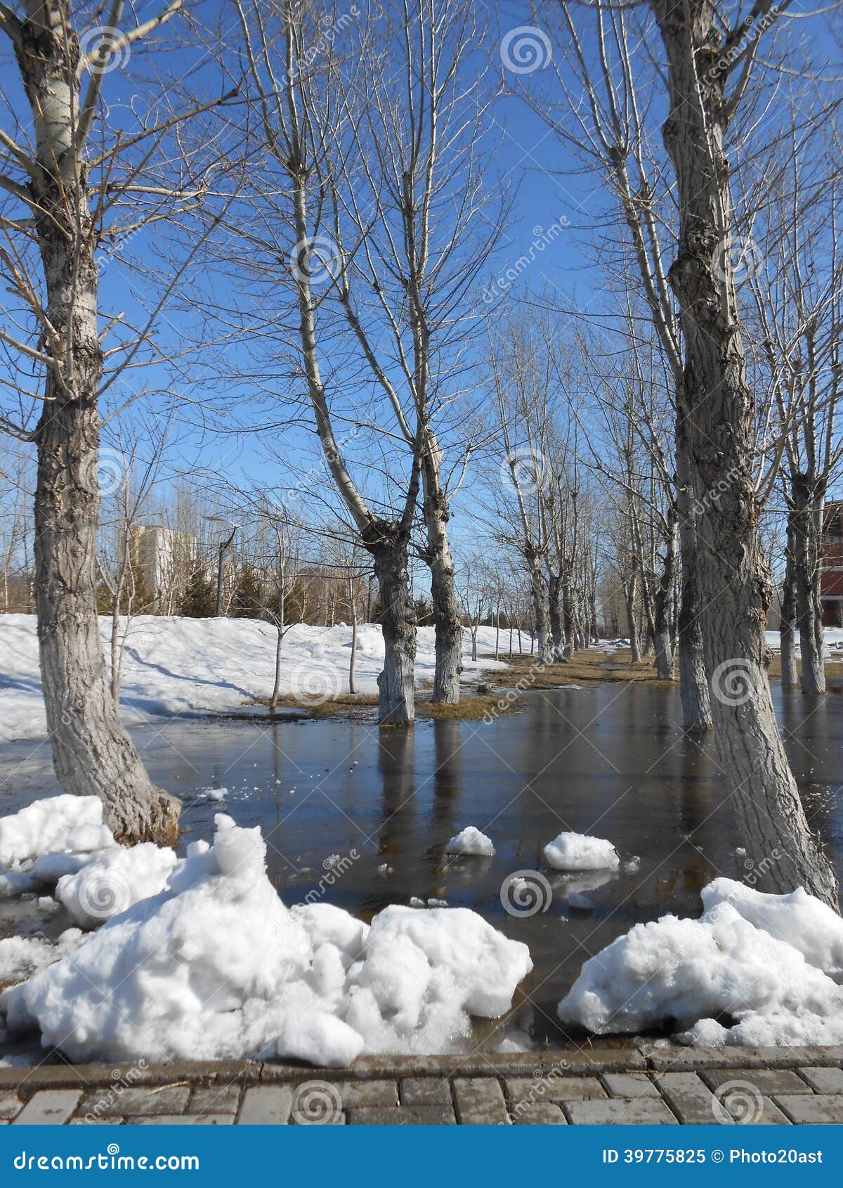 Trees in early spring stock image. Image of trees, snow - 39775825