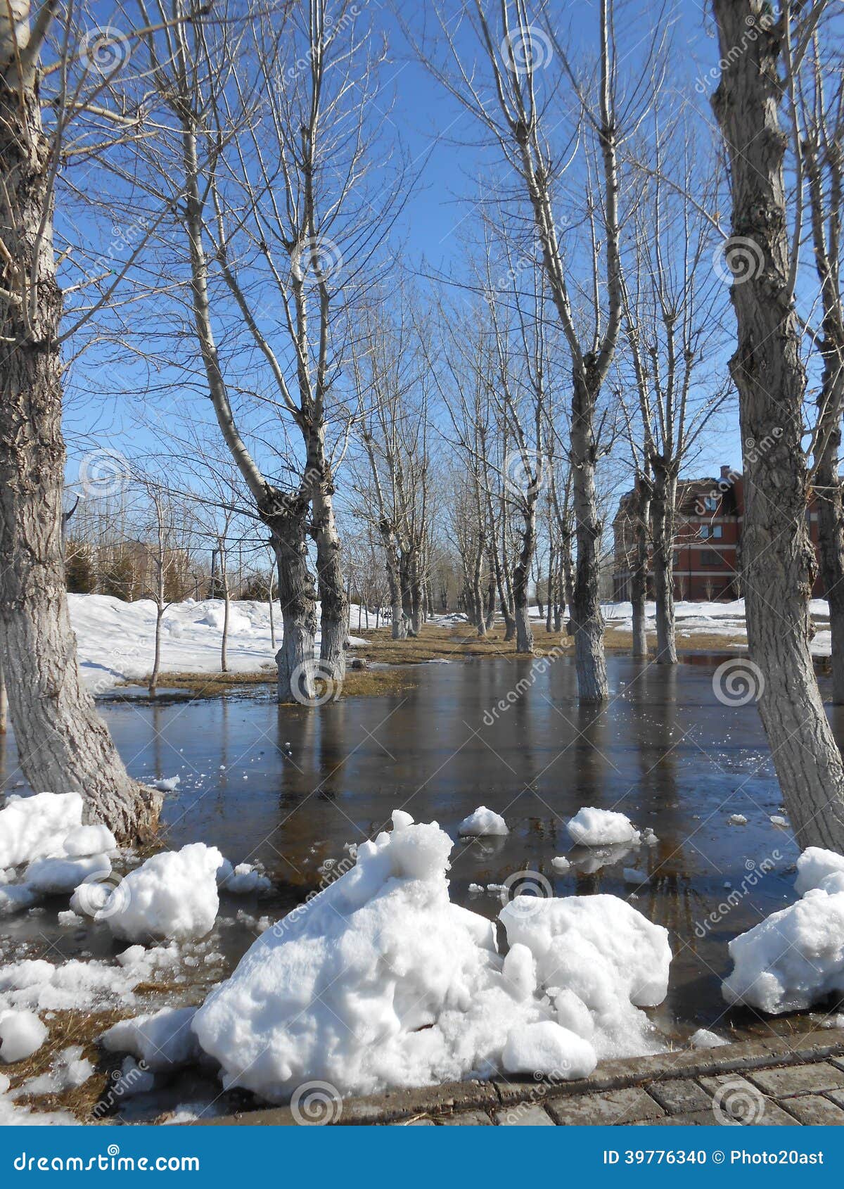 Trees in early spring stock photo. Image of snow, thaw - 39776340