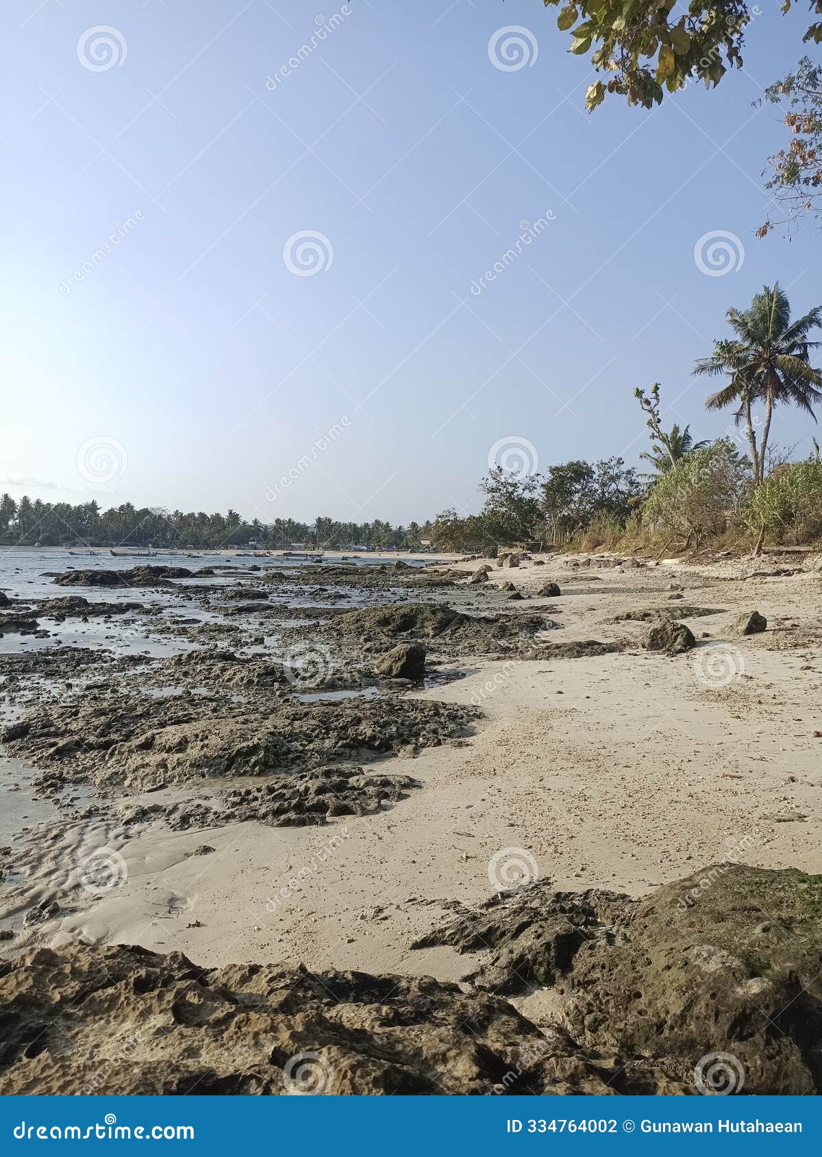 Trees on the Edge of the Beach and Stretches of Sand Stock Photo ...