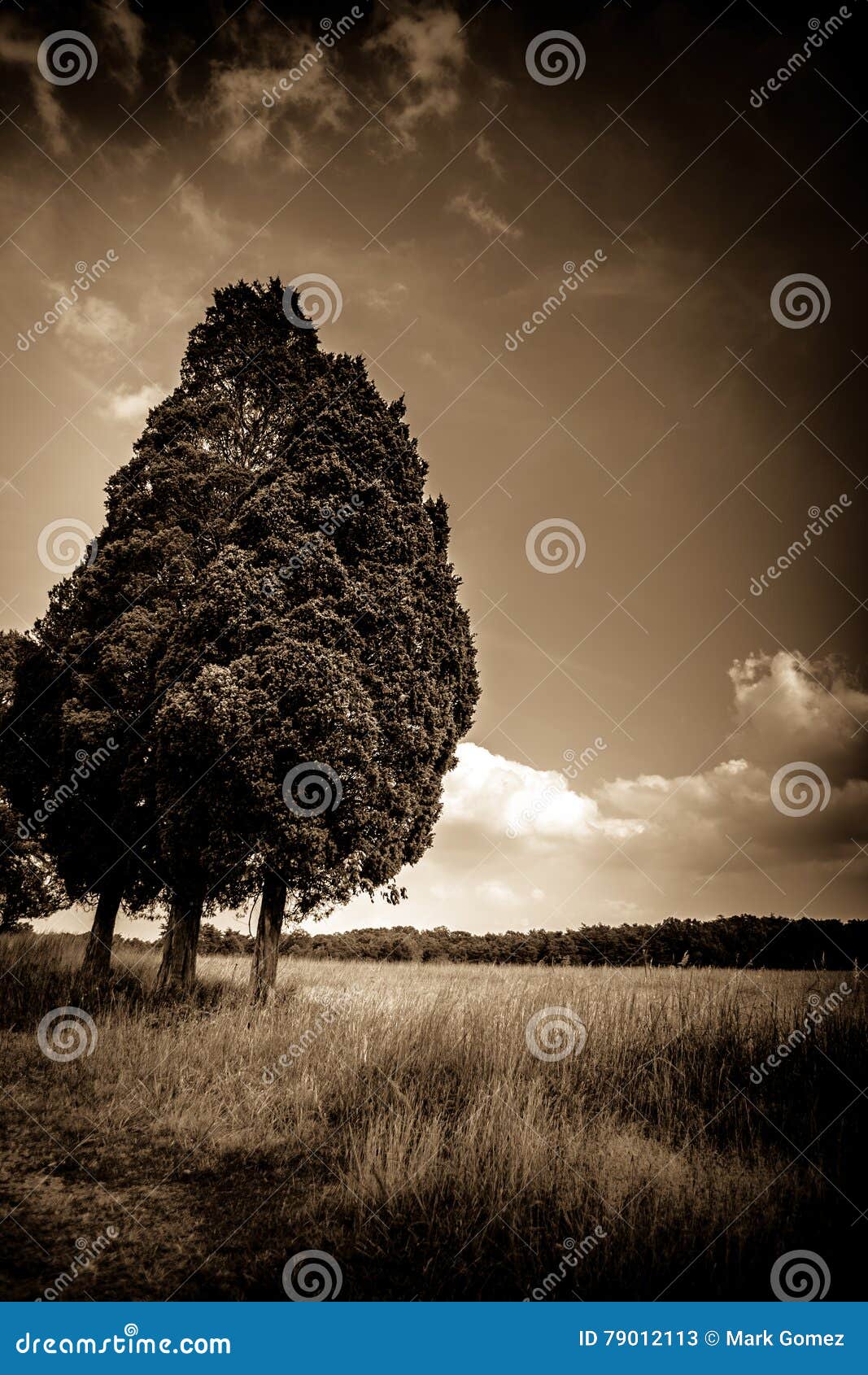 Trees at edge of field stock image. Image of field, meadow - 79012113