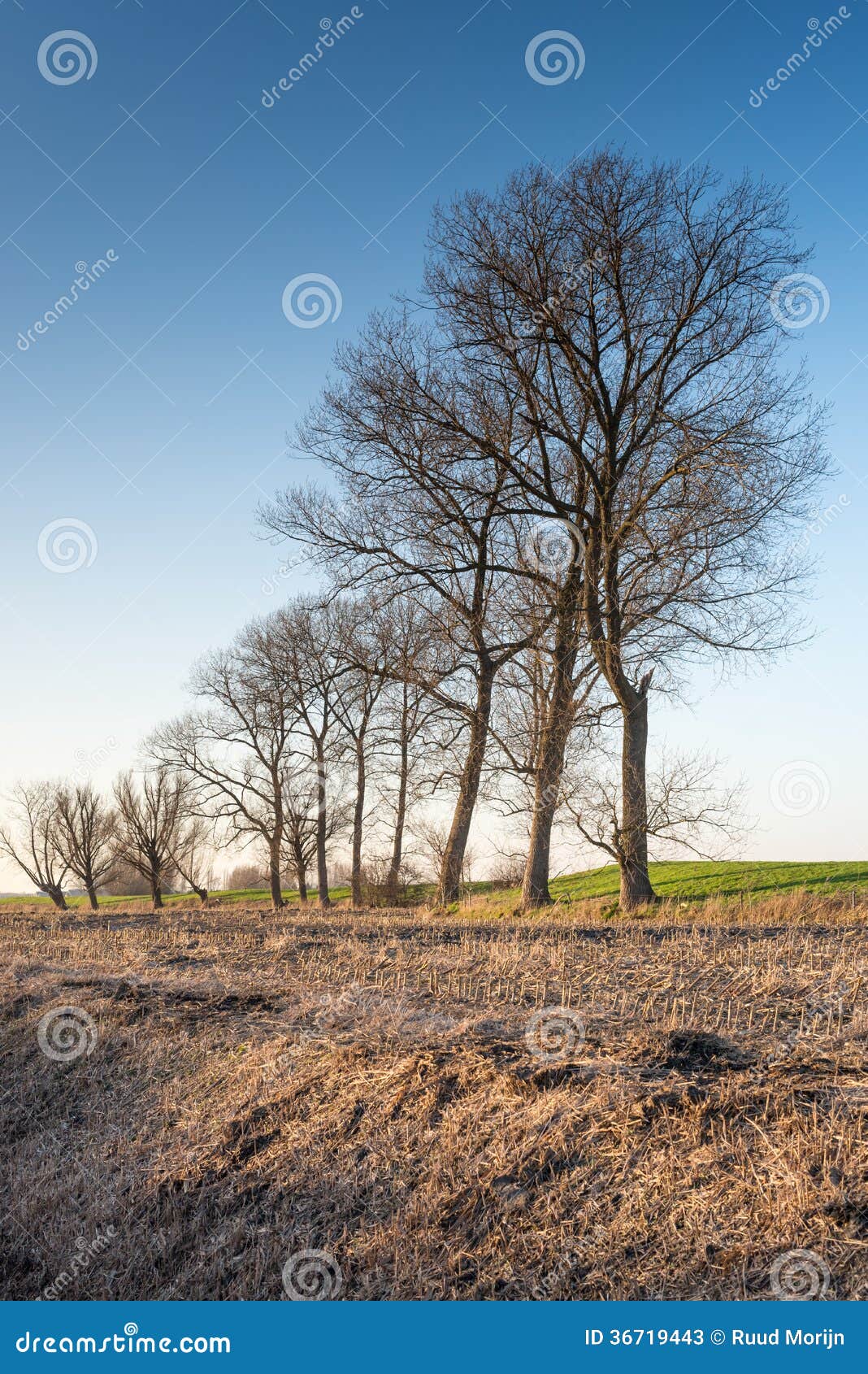 Trees at the Edge of a Stubble Field Stock Image - Image of agriculture ...