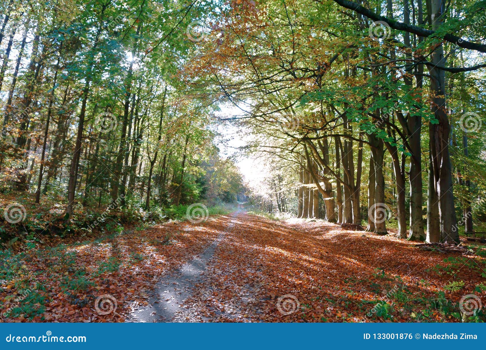 Trees on the Edges of the Highway, Road in Autumn Stock Photo - Image ...