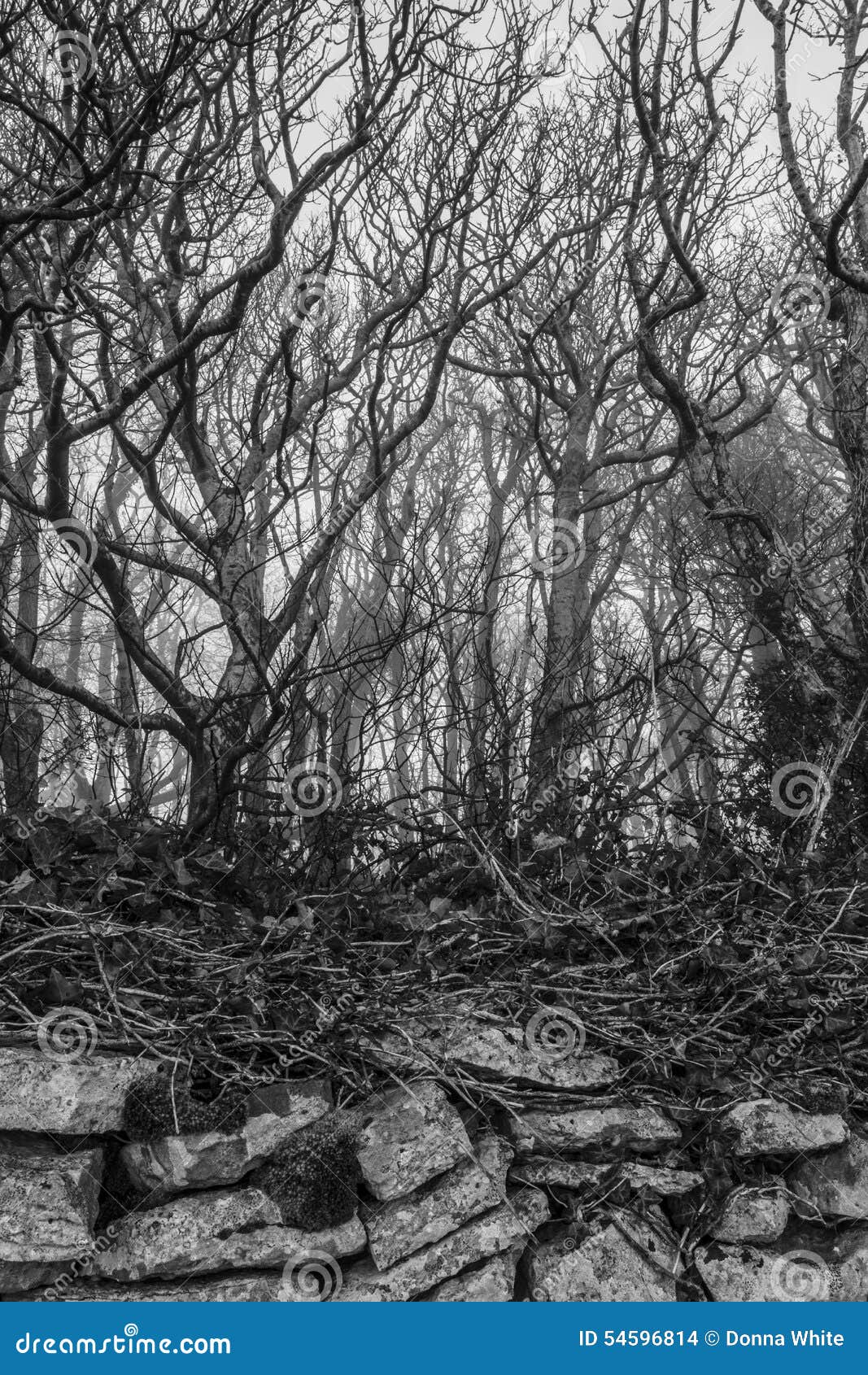 Trees in Eerie Mist with Stone Wall Stock Photo - Image of bare, mist ...