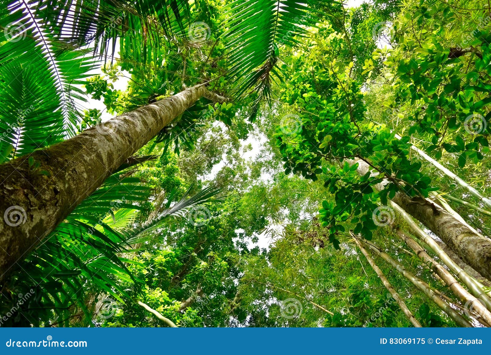 Trees in the El Yunque Rain Forest, Puerto Rico Stock Image - Image of ...