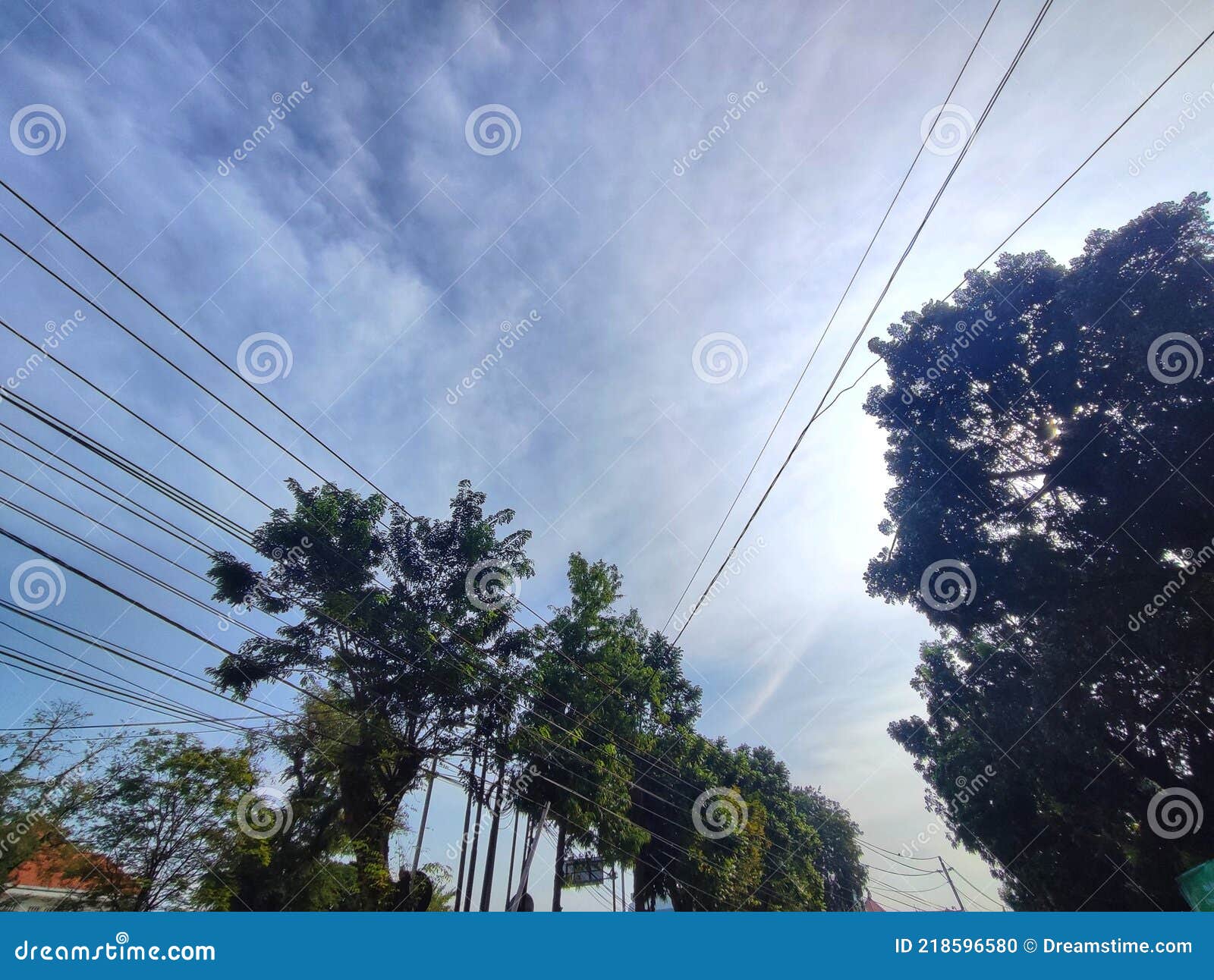 Trees among Electrical Cable Stock Photo - Image of flower, electrical ...