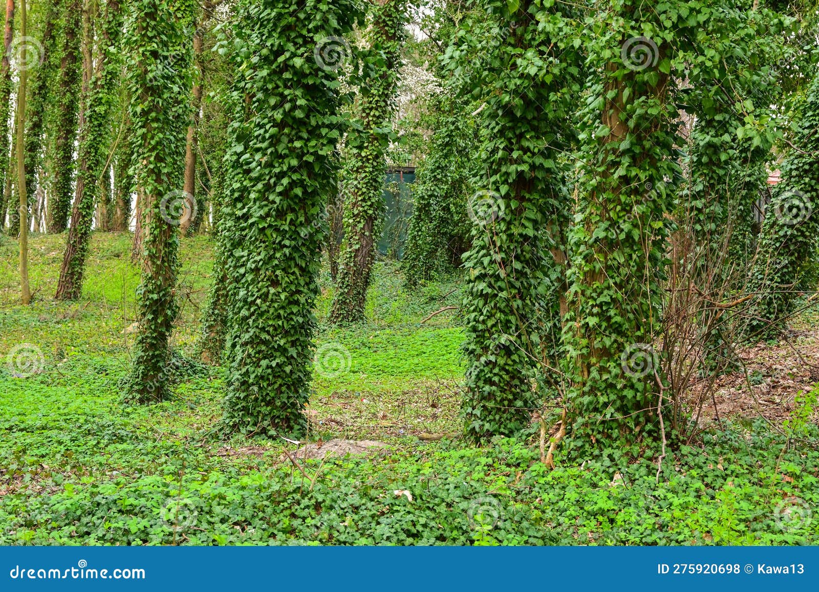 Trees Entwined with Common Ivy Stock Photo - Image of shoots, nature ...