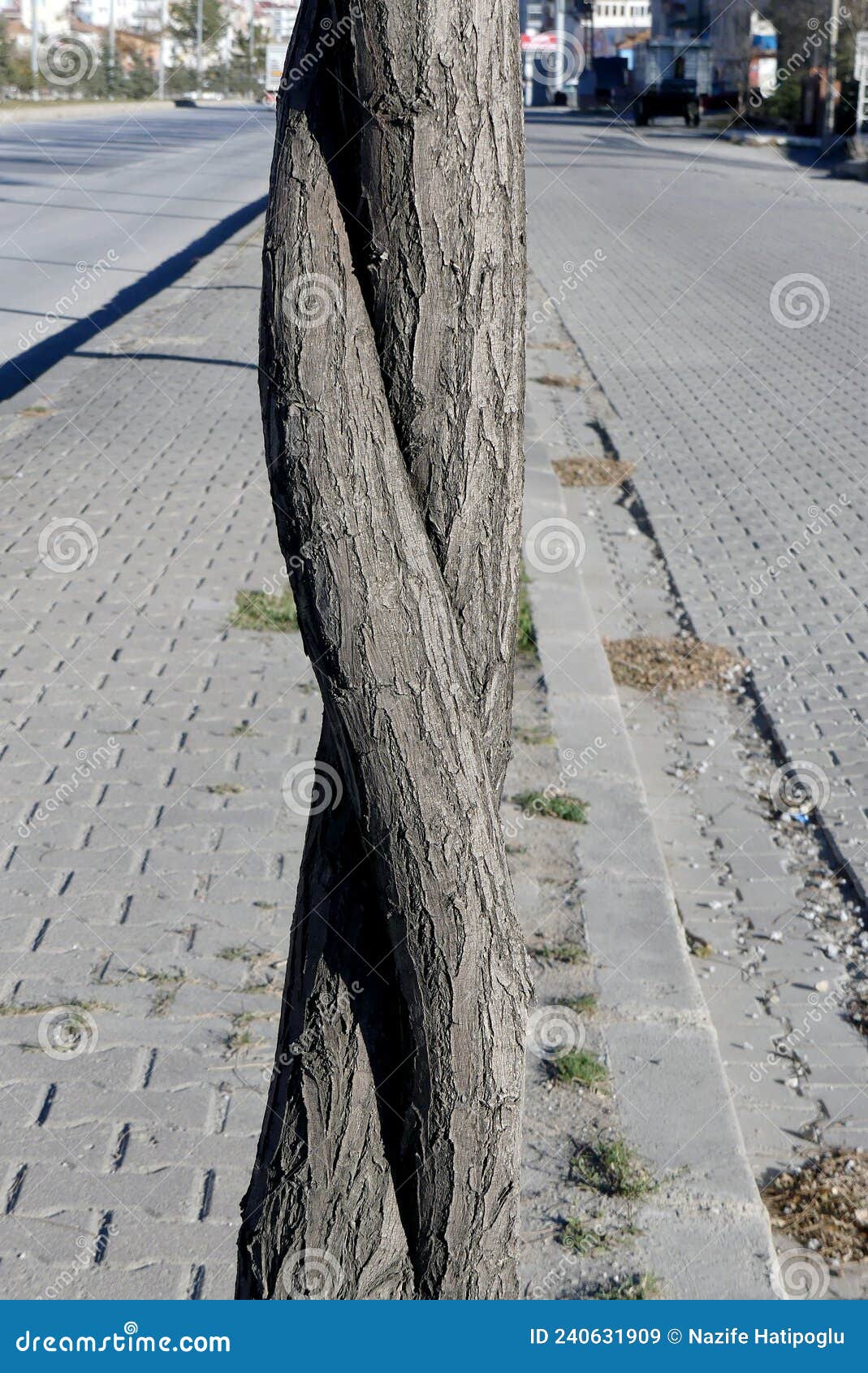 Trees Entwined and Growing by the Roadside, Trees Entwined Together ...