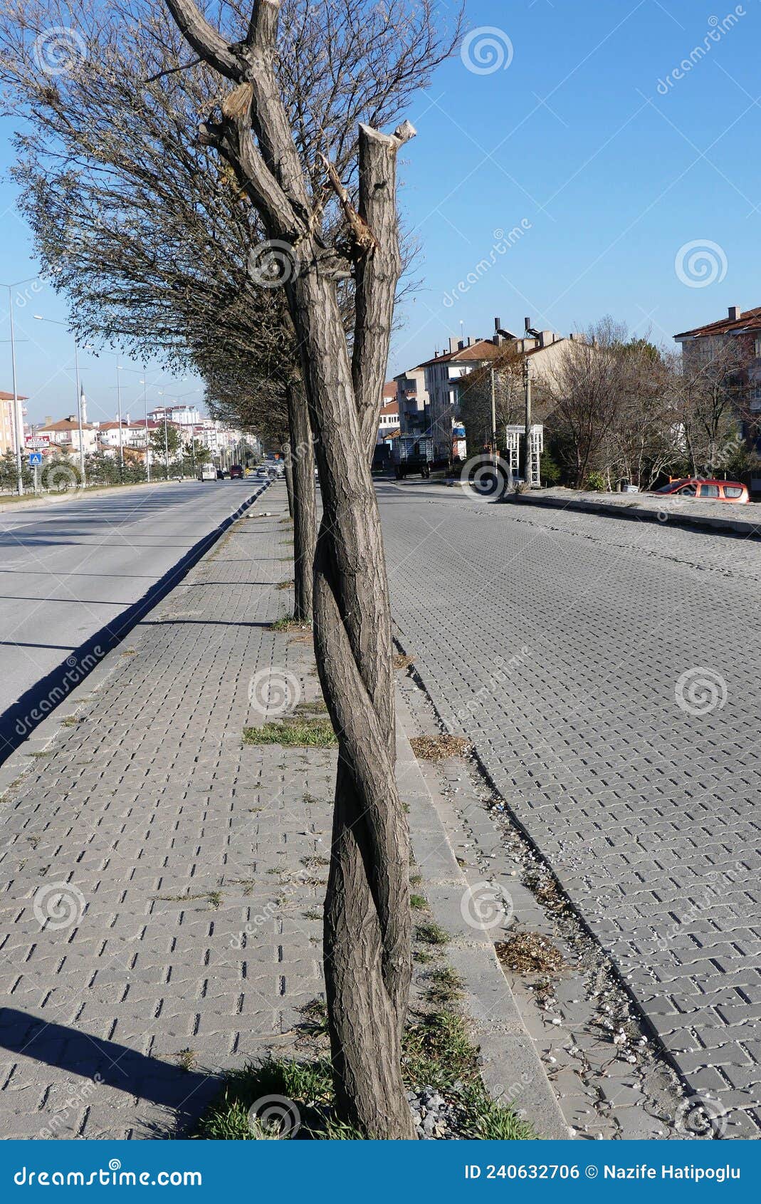 Trees Entwined and Growing by the Roadside, Trees Entwined Together ...