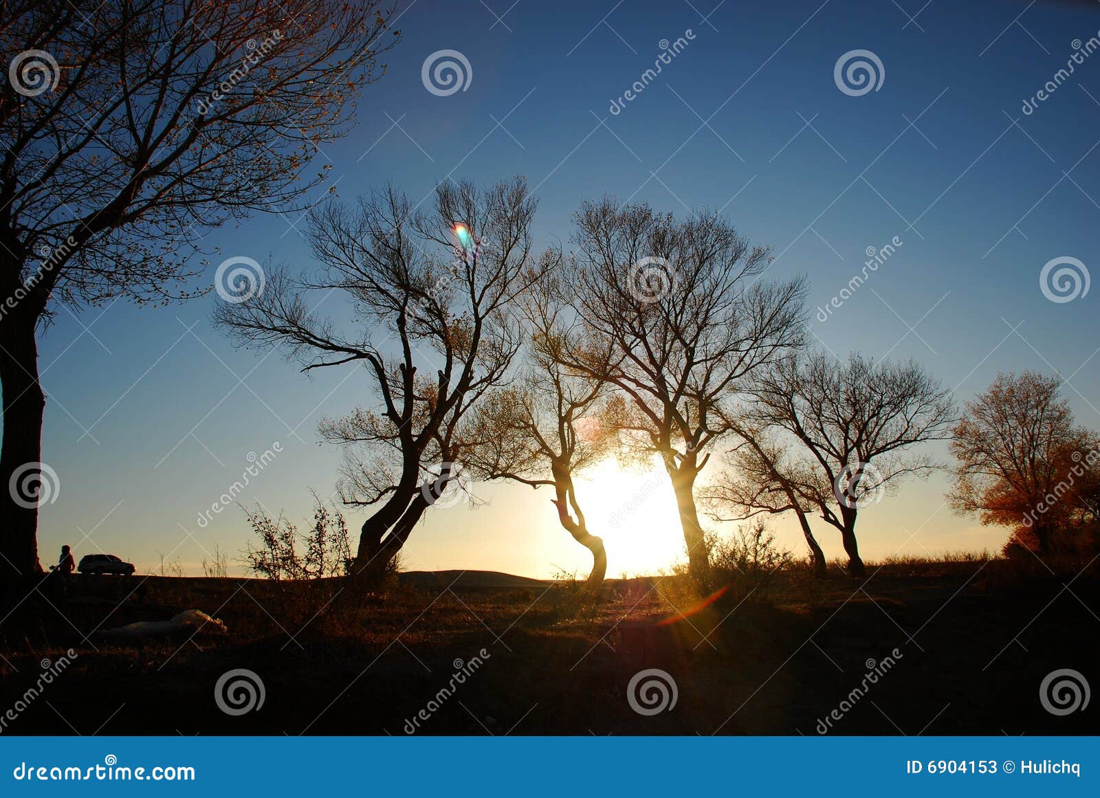 Trees in eve s sunshine stock image. Image of evening - 6904153