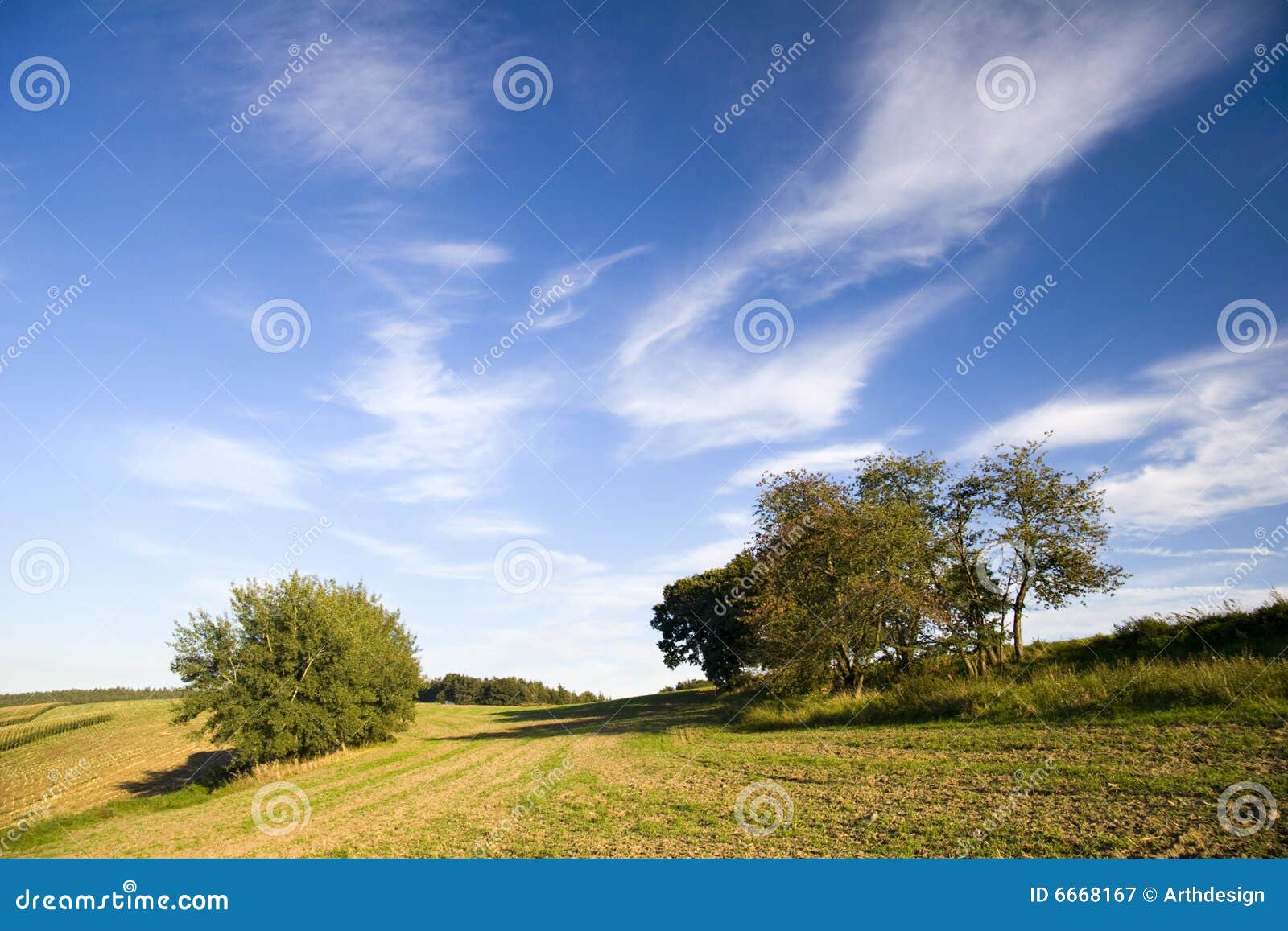 Trees on evening stock image. Image of broad, harvest - 6668167