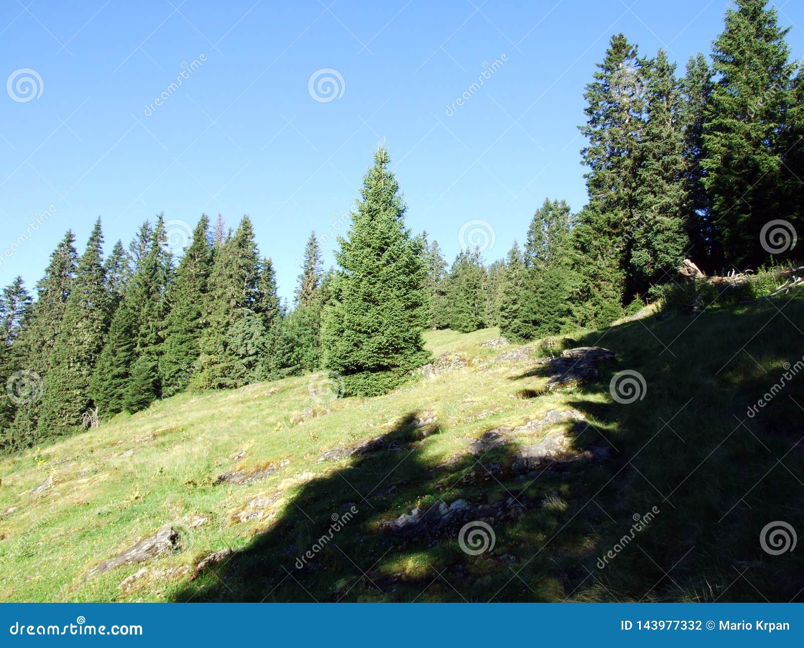 Trees and Evergreen Forests on the Slopes of the Alviergruppe Mountain ...