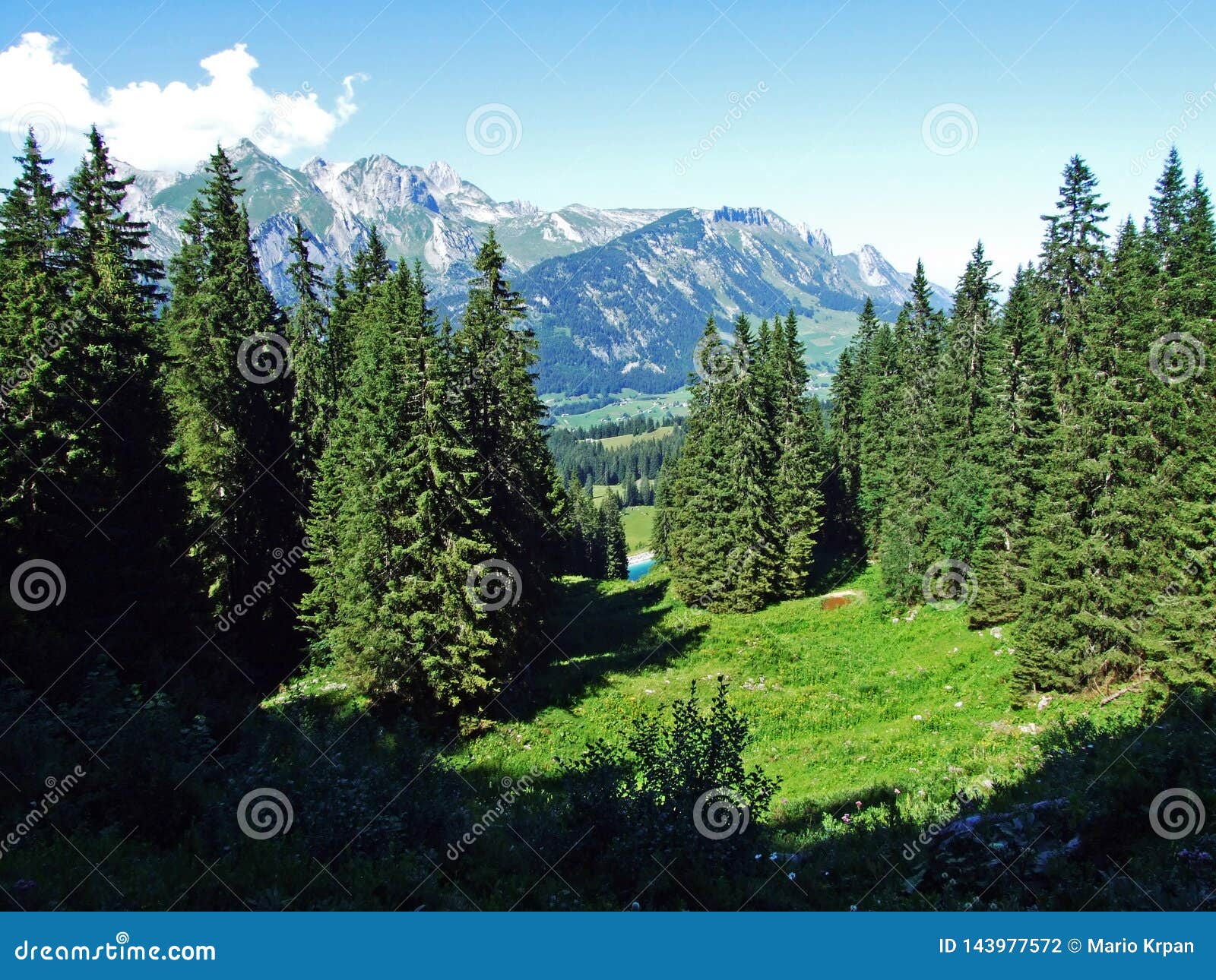 Trees and Evergreen Forests on the Slopes of the Alviergruppe Mountain ...