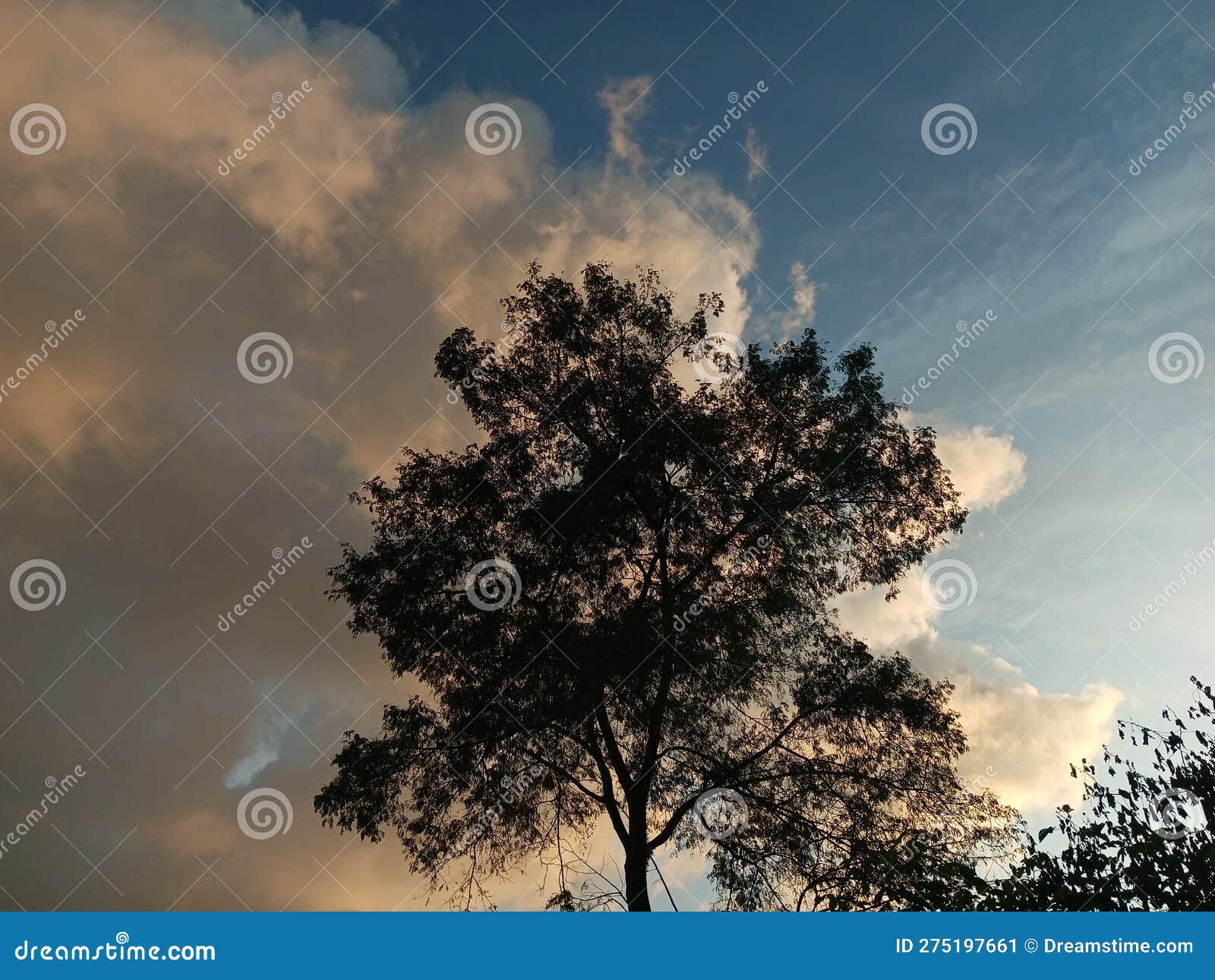 Trees Exposed To the Morning Sun Stock Image - Image of cloud, trees ...