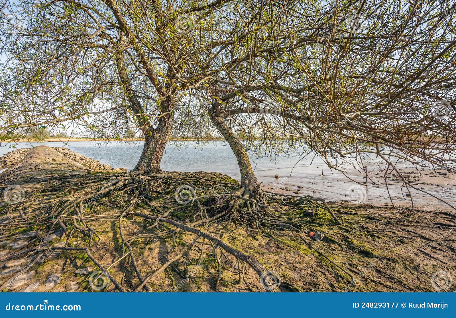 Trees with Extensive Root Systems Above the Ground Stock Image - Image ...