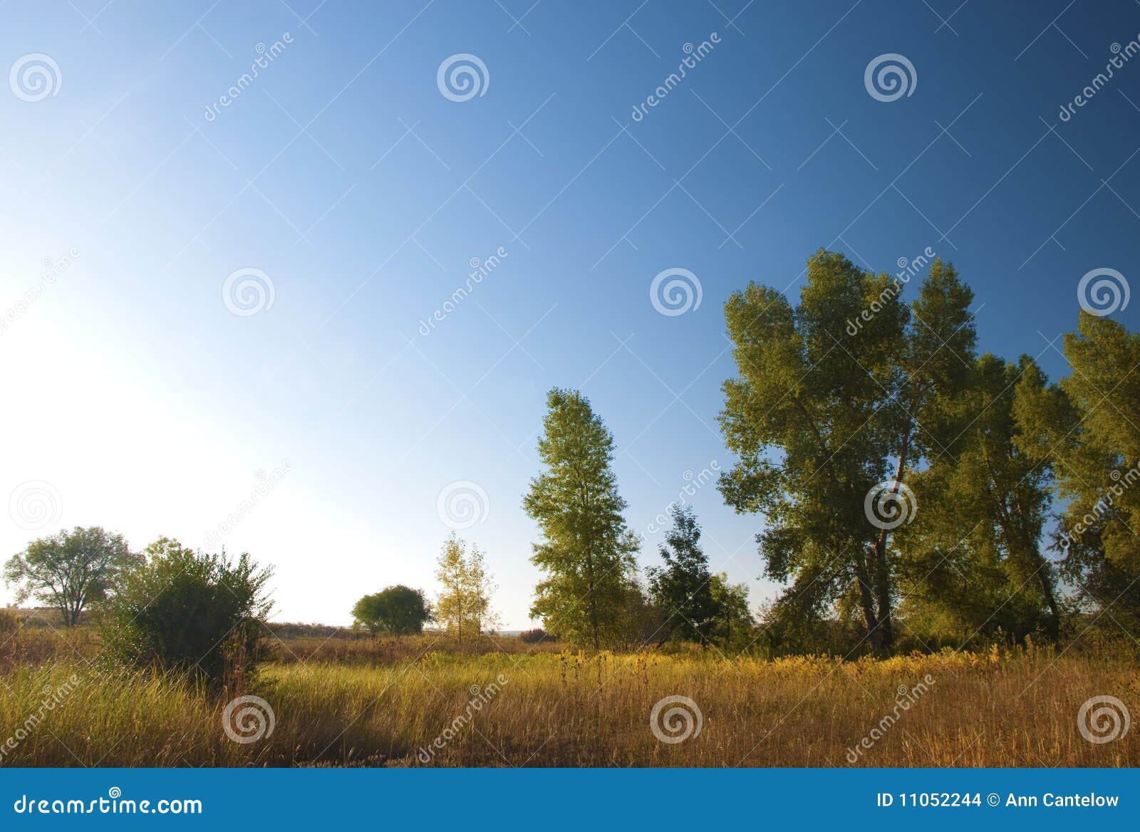 Trees Facing Bright Morning Light Stock Photo - Image of reach, sunrise ...