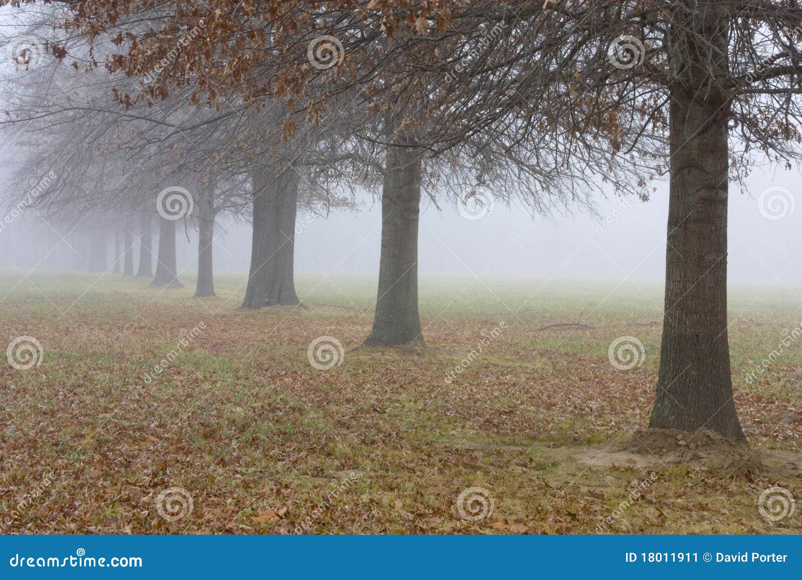 Trees Fading into the Fog stock image. Image of leaves - 18011911