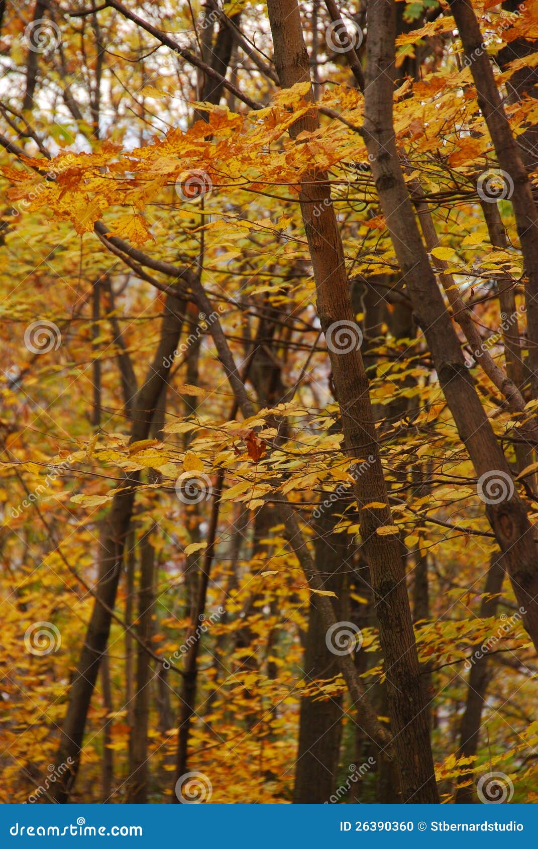 Trees during Fall stock photo. Image of park, nature - 26390360