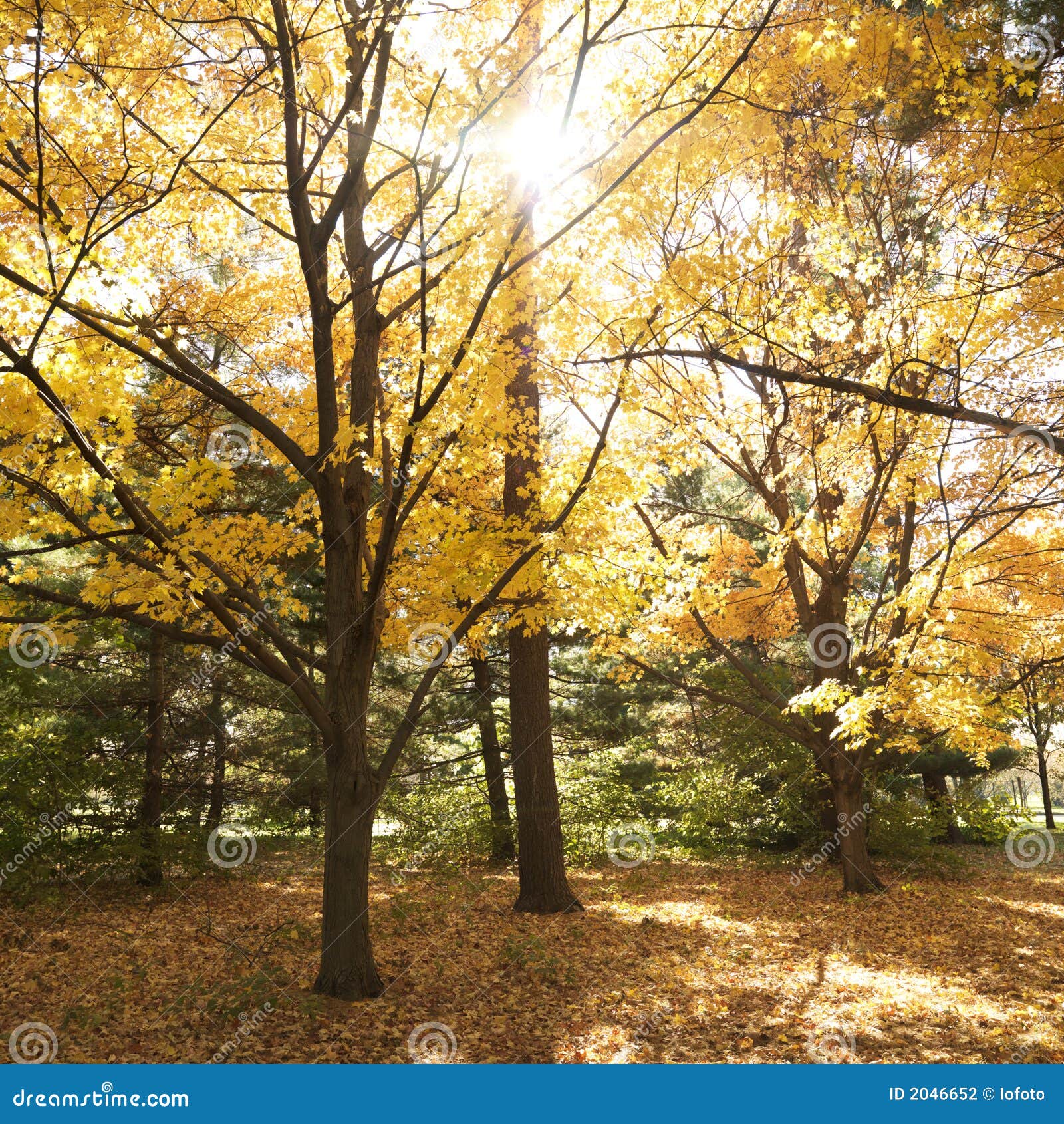 Trees in Fall color. stock photo. Image of capital, color - 2046652