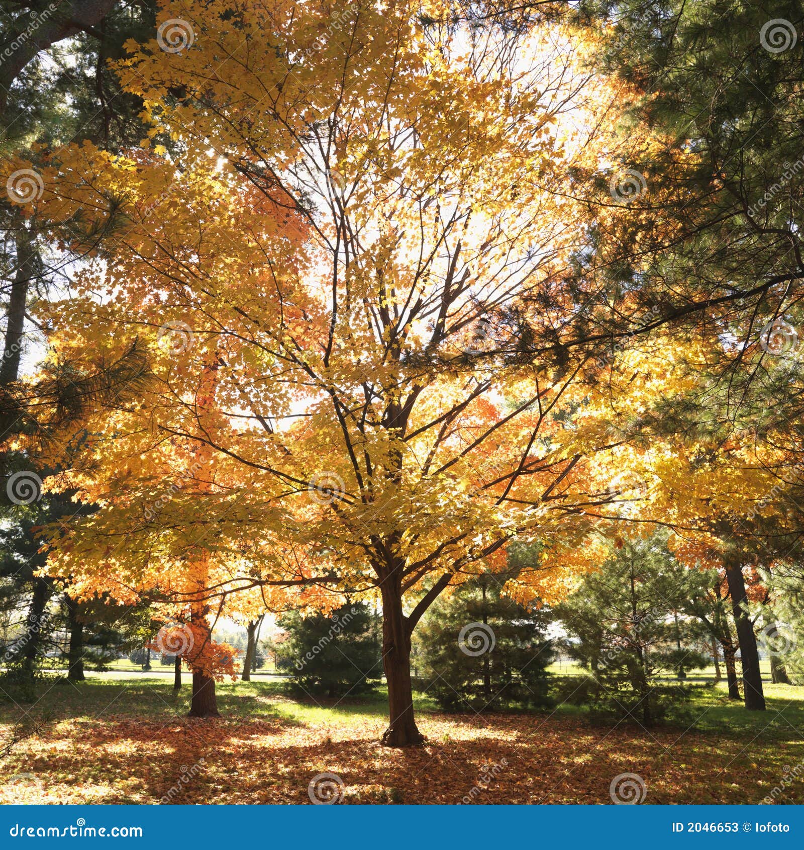 Trees in Fall color. stock image. Image of maple, vacation - 2046653